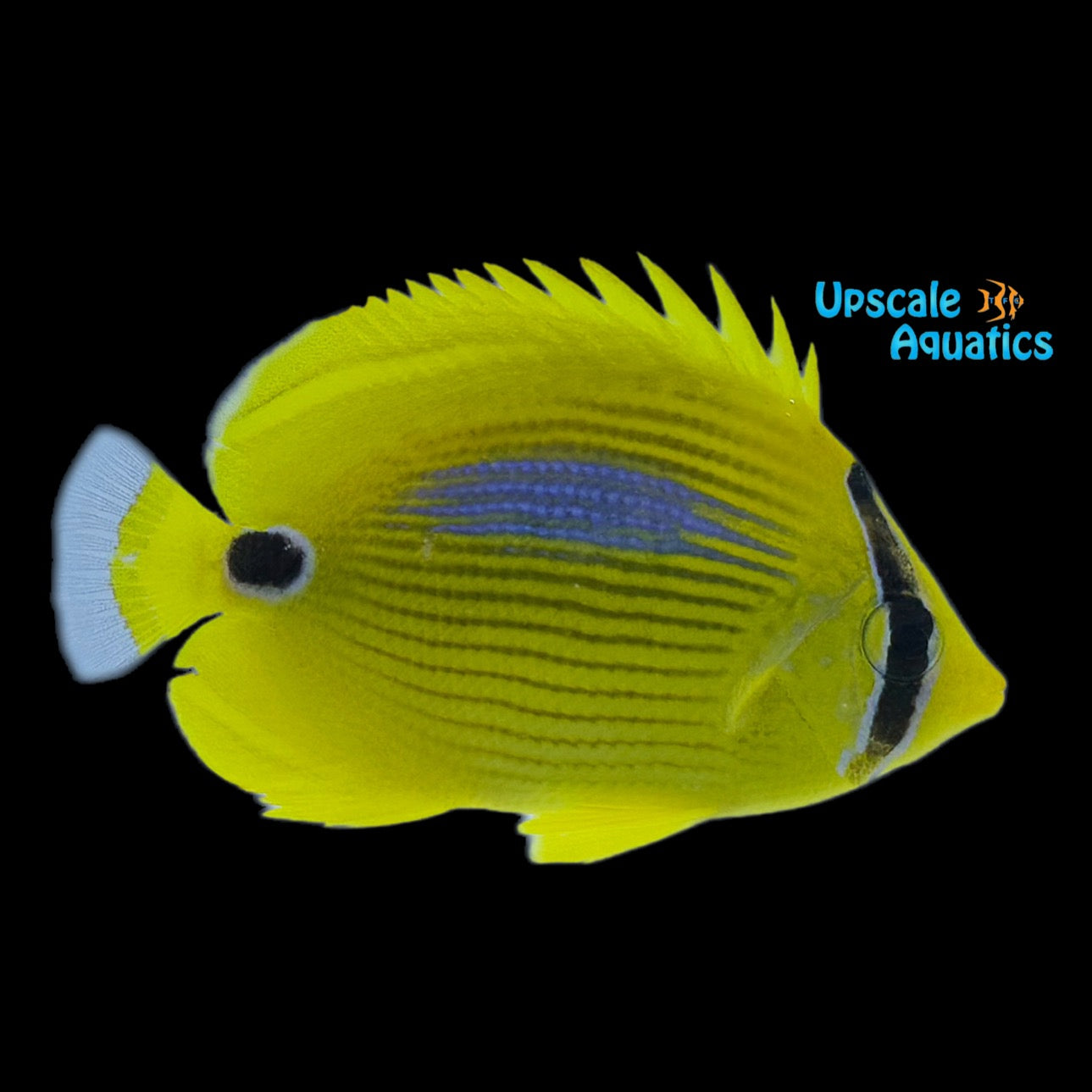 Blueblotch Butterfly (Chaetodon plebeius) – Upscale Aquatics