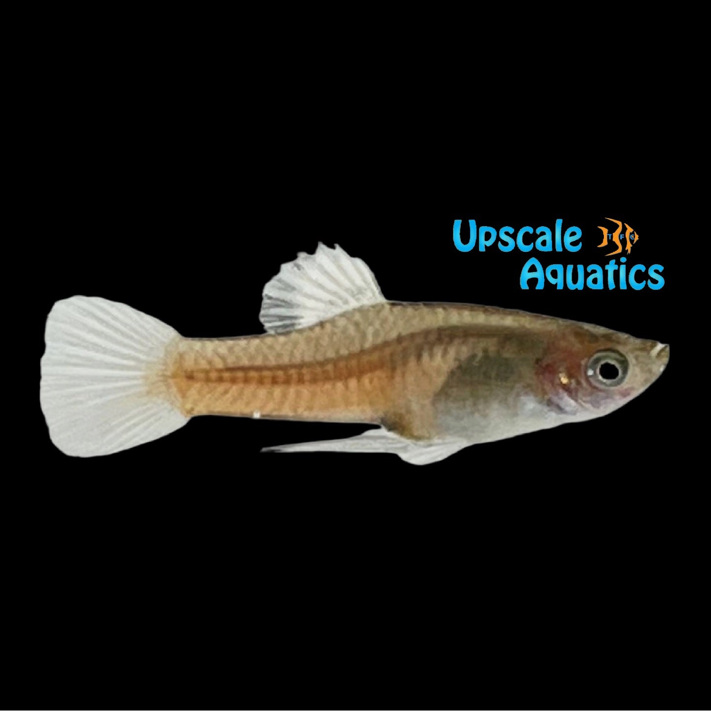 Tico Merry Widow Livebearer (Phallichthys tico) – Upscale Aquatics