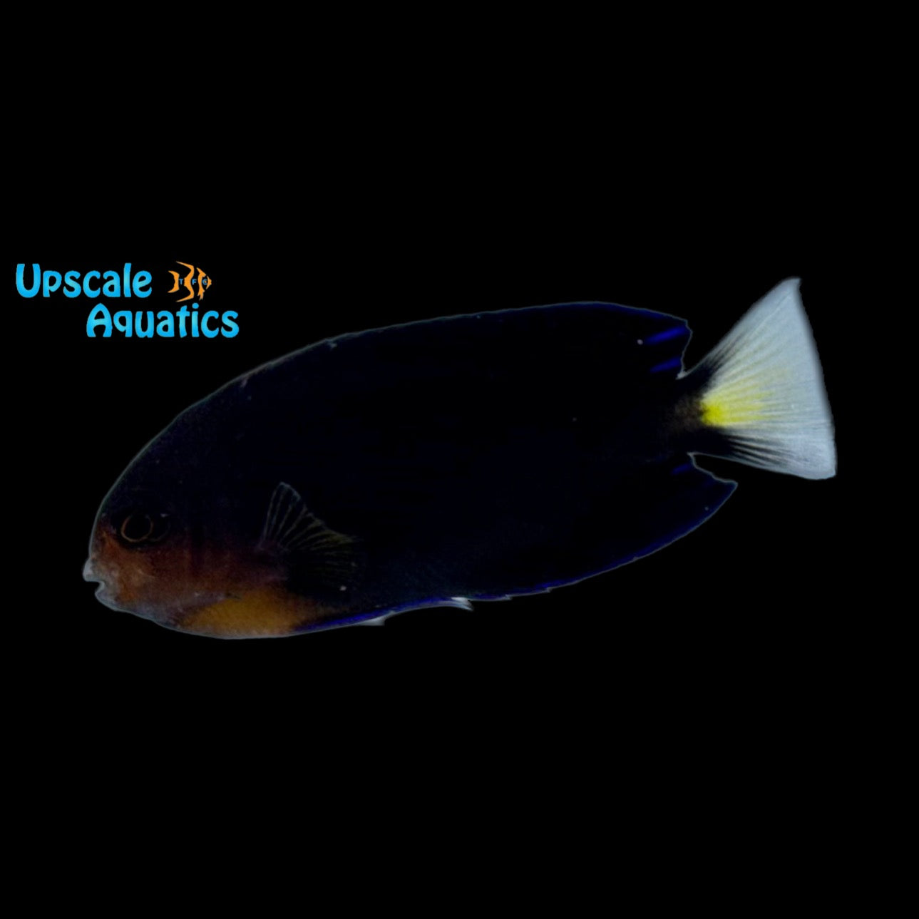Yellowtail Pygmy Angelfish (Centropyge flavicauda) – Upscale Aquatics