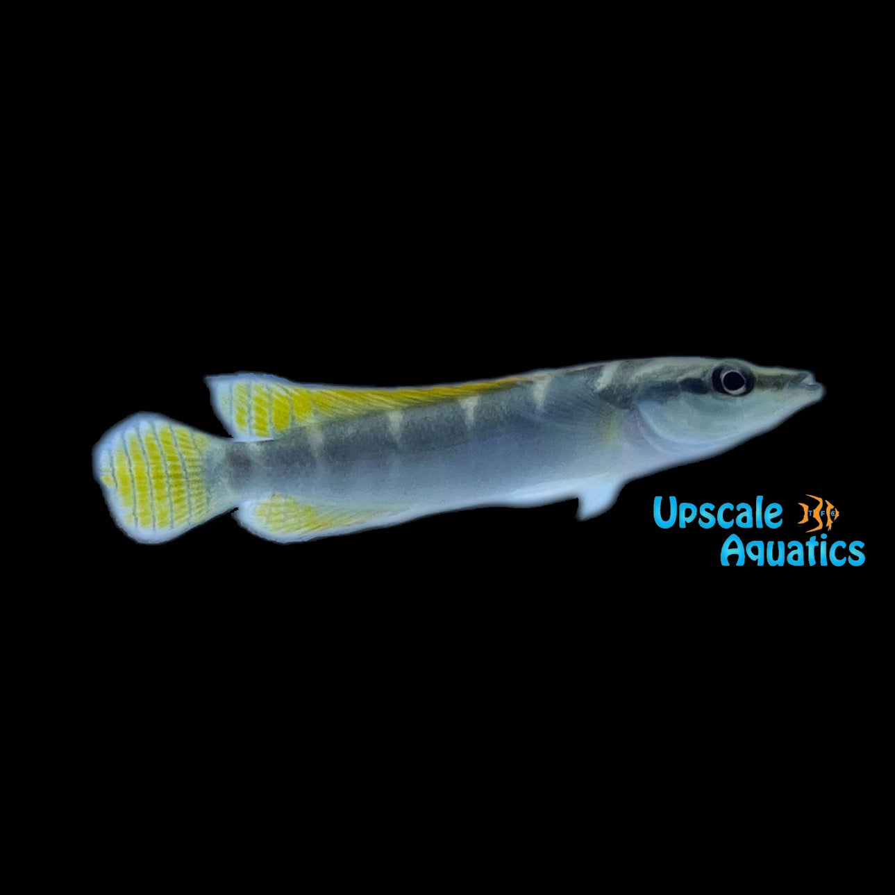 Green Yellowtail Dwarf Pike (Crenicichla compressiceps) – Upscale Aquatics