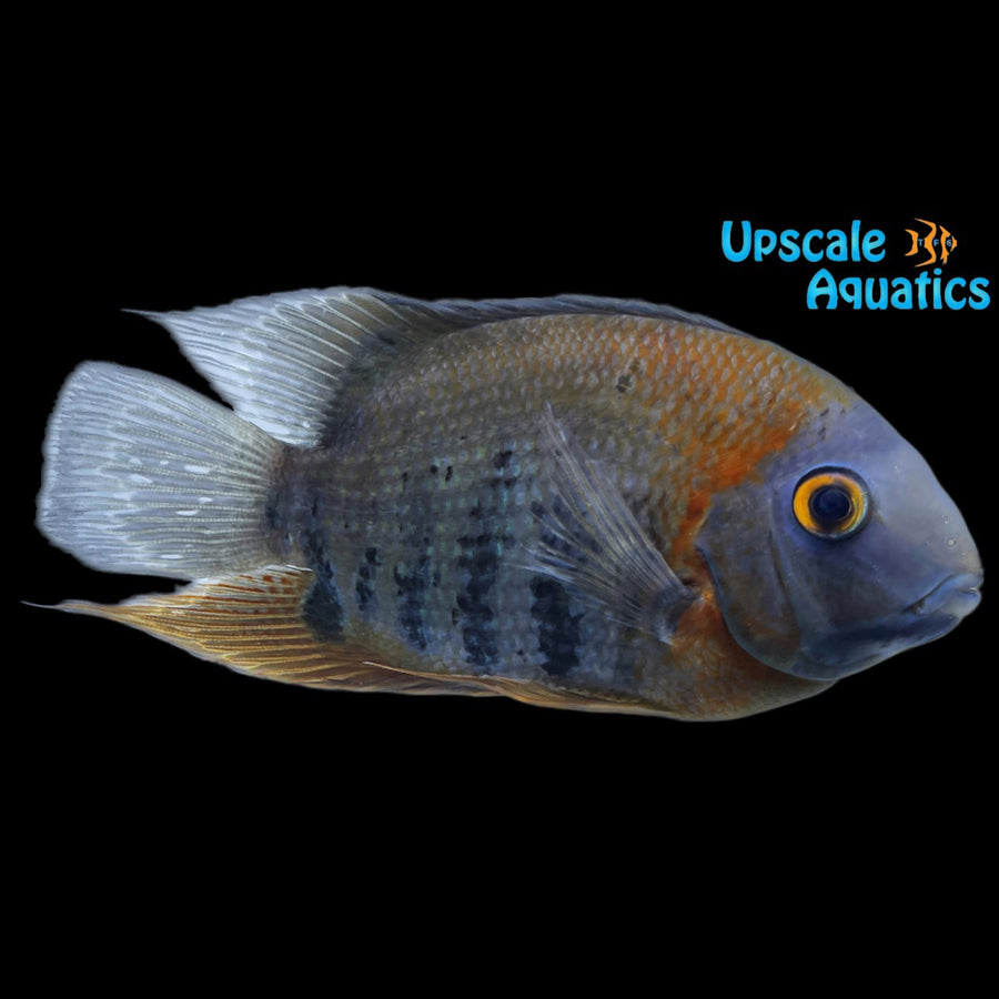 South American Cichlids – Upscale Aquatics