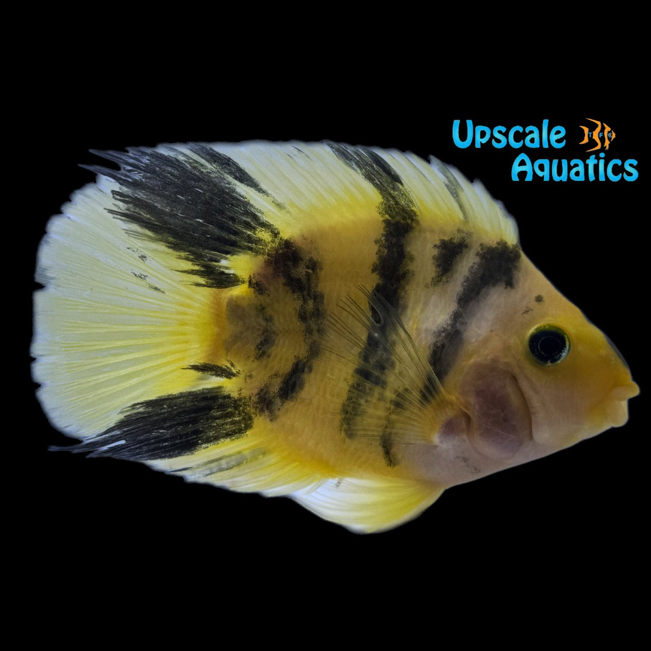 Yellow Tiger Parrot Cichlid (Cichlasoma x) – Upscale Aquatics