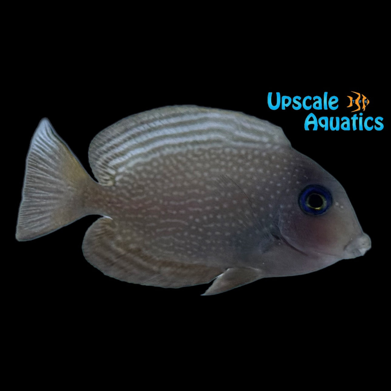 Blue Spotted Bristletooth Tang (Ctenochaetus marginatus) – Upscale Aquatics