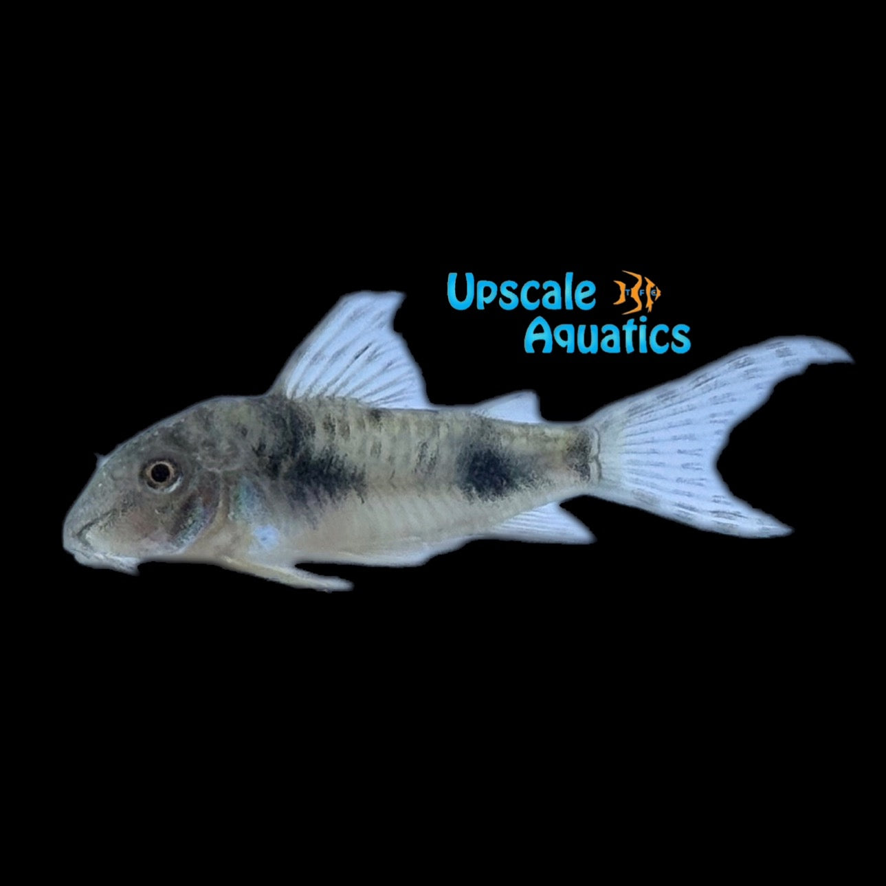 Bumblebee Longnose Cory (Corydoras reynoldsi) – Upscale Aquatics