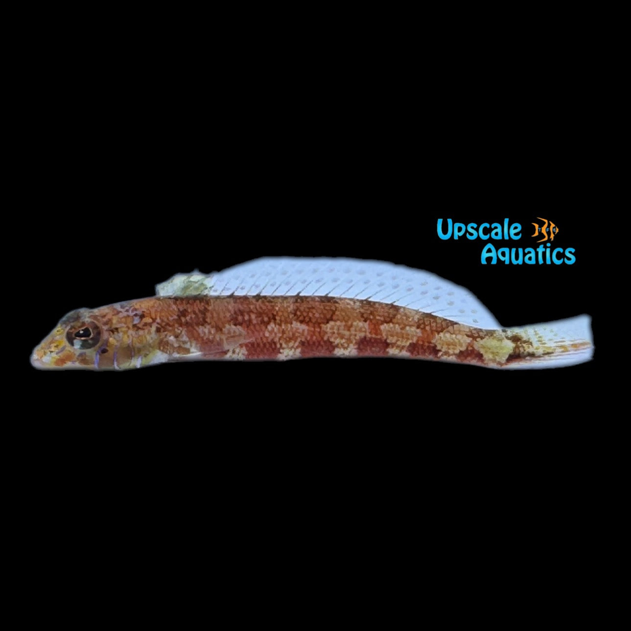 Harlequin Sandperch (Parapercis maculata) – Upscale Aquatics