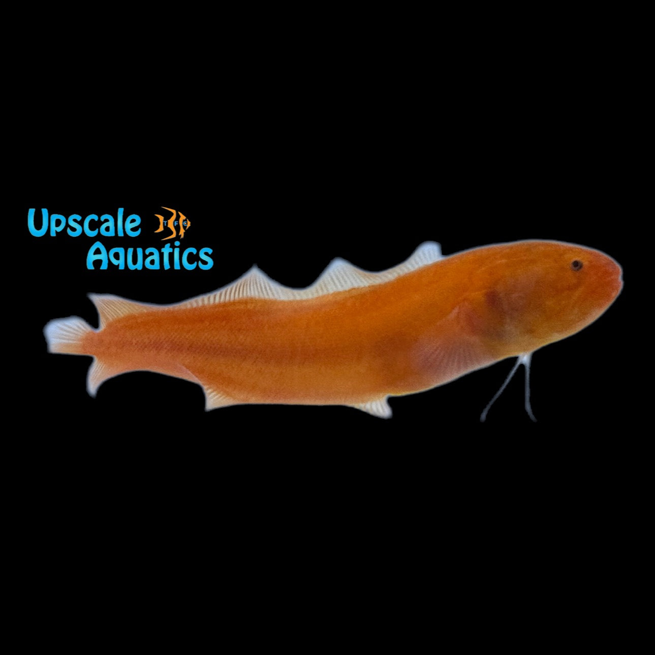 Neon Orange Brotula (Dermatopsoides kasougae) – Upscale Aquatics