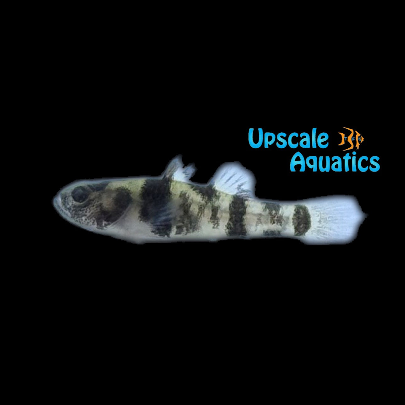 Tiger Bumblebee Goby (Brachygobius ocelot) – Upscale Aquatics