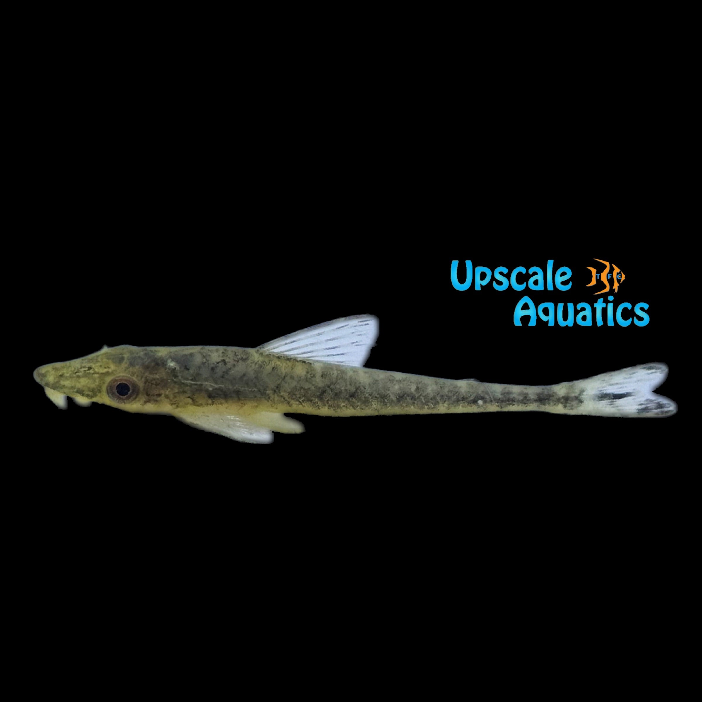 Flathead Otocinclus (Nannoxyropsis acicula) – Upscale Aquatics