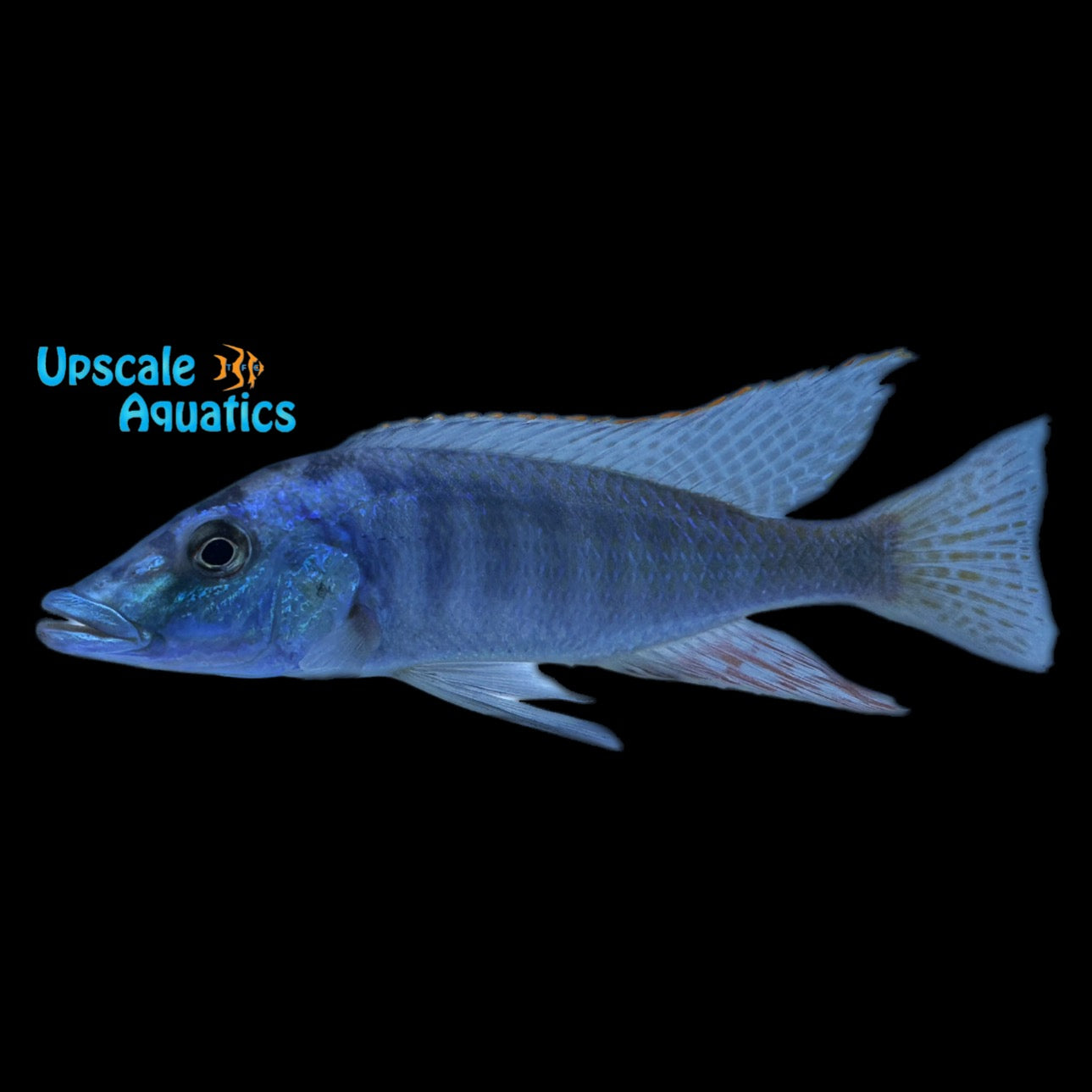Malawi Gar (Lichnochromis acuticeps) – Upscale Aquatics