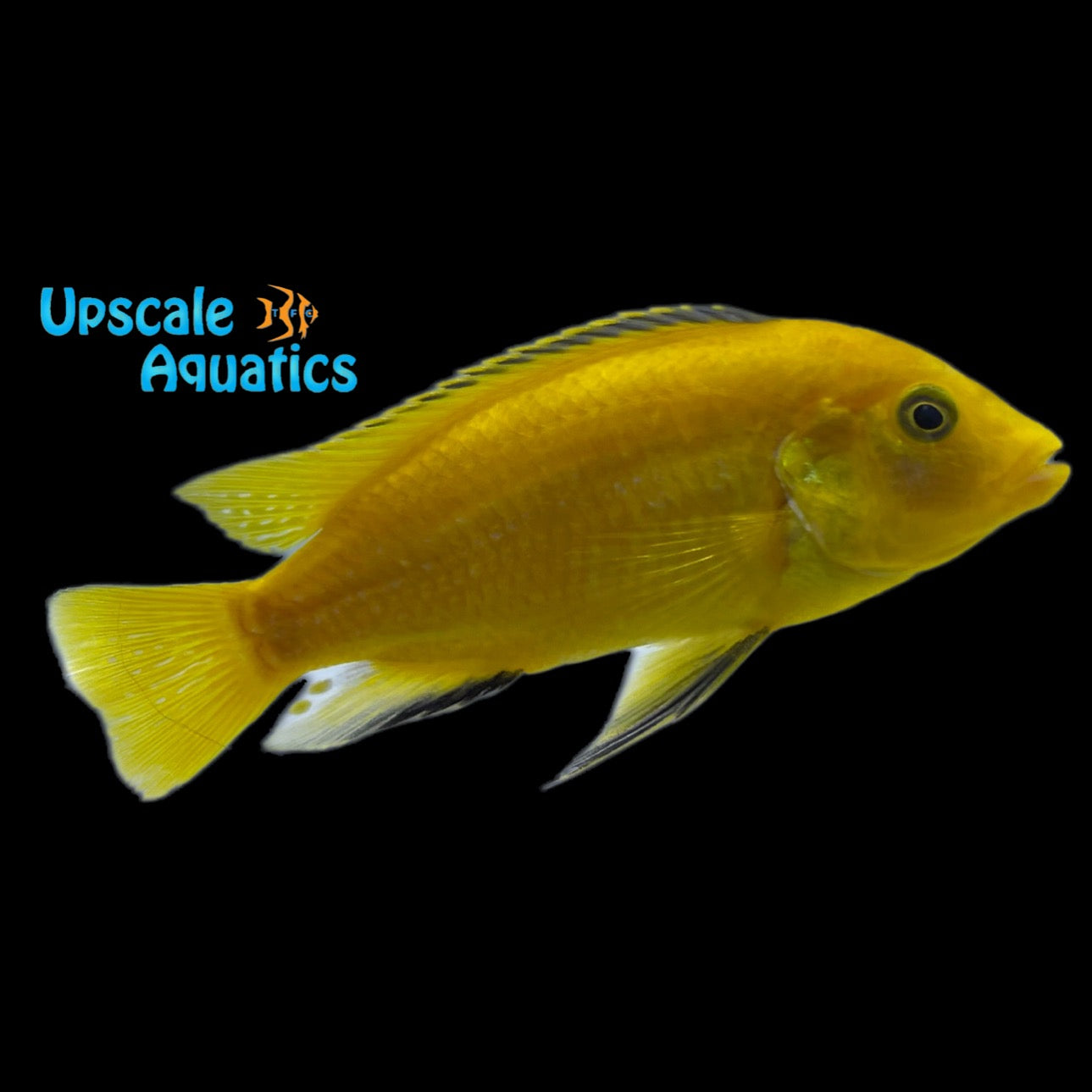 Yellow Lab Cichlid (Labidochromis caeruleus) – Upscale Aquatics