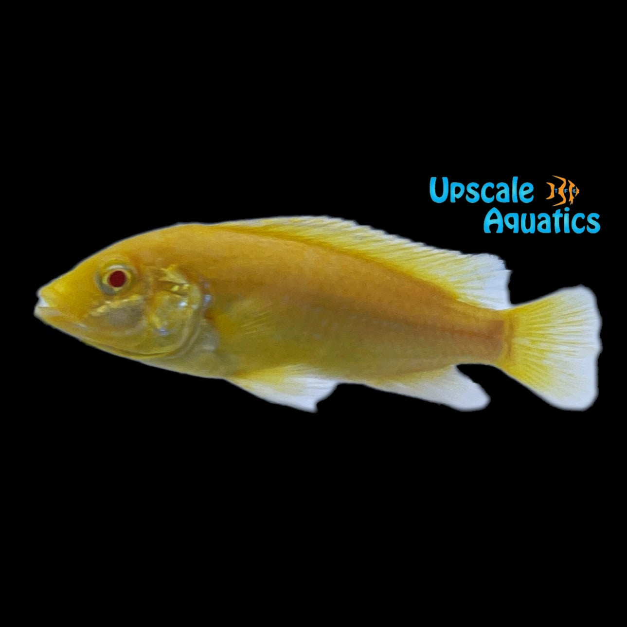 Albino Yellow Lab Cichlid (Labidochromis caeruleus albino) – Upscale ...