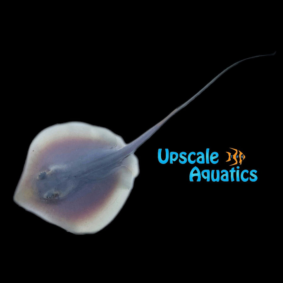 Freshwater Stingrays – Upscale Aquatics