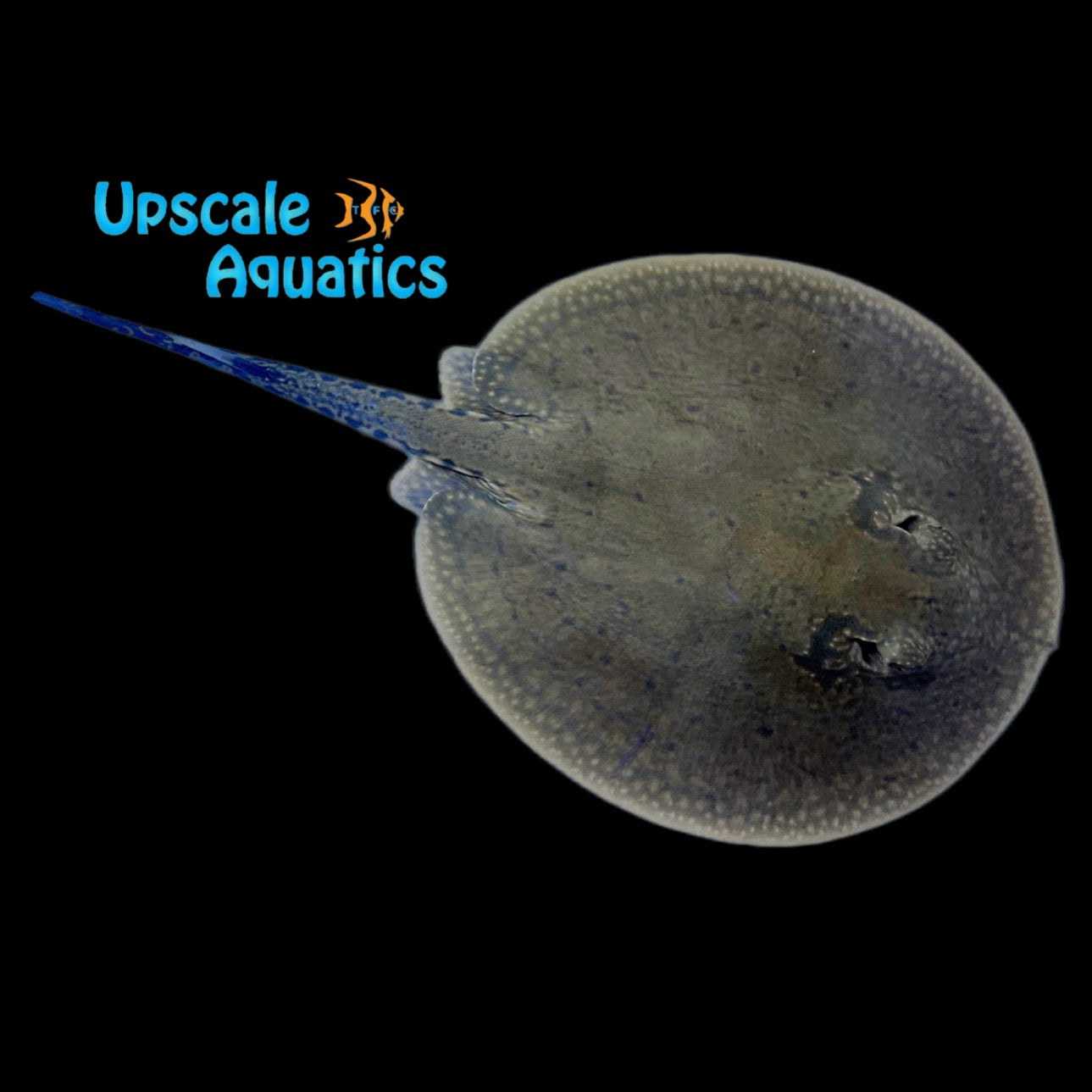 Colombian Hystrix Stingray (Potamotrygon hystrix) – Upscale Aquatics