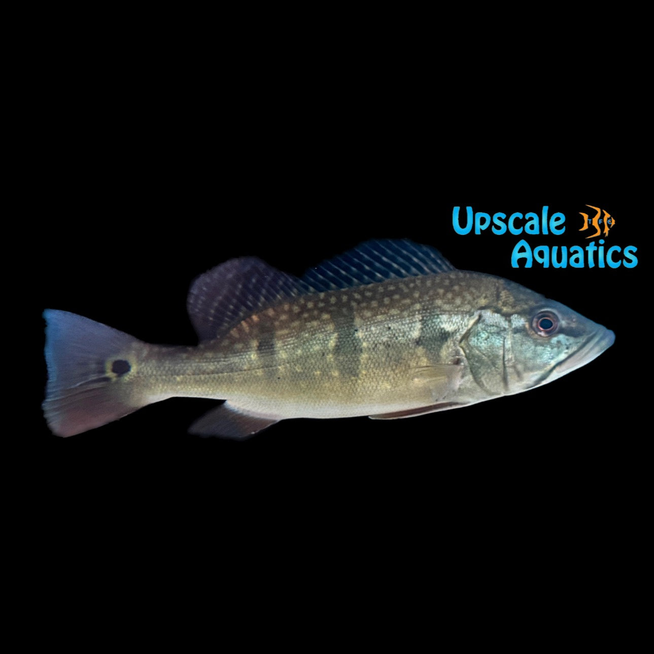 Green Spot Peacock Bass 'Vichada' (Cochlea cf. orinocensis "Vichada Gr ...