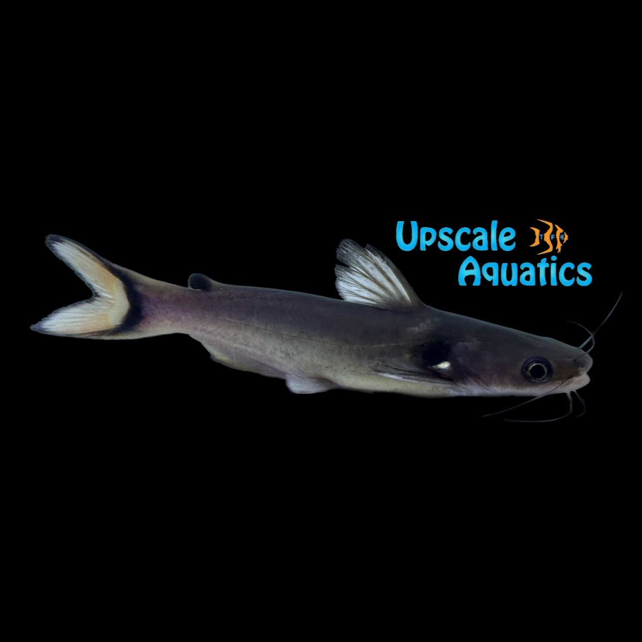Arc Tail Sun Catfish (Horabagrus obscurus) – Upscale Aquatics