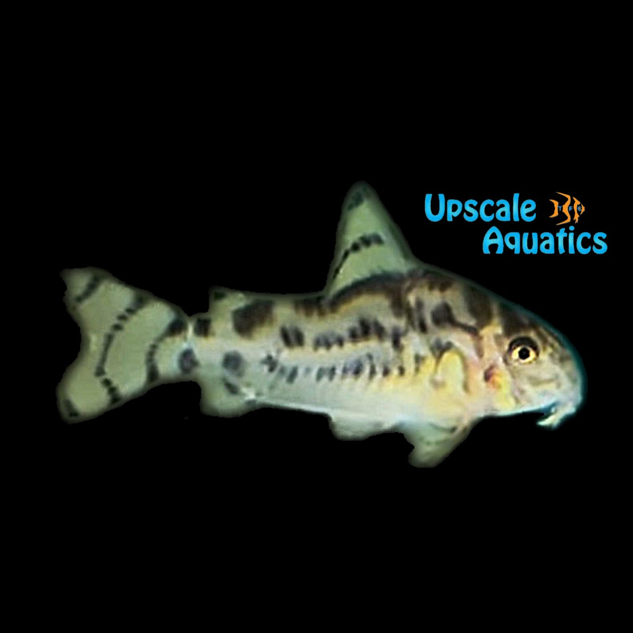 Vulcan Cory (Corydoras cw111) – Upscale Aquatics