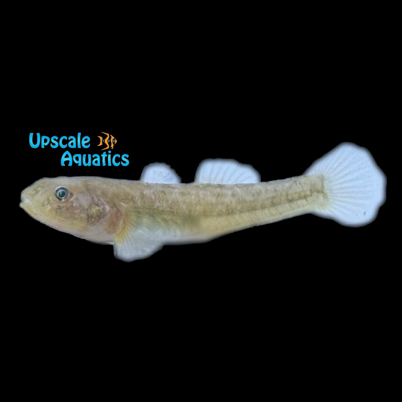 Desert Goby (Chlamydogobius eremius) (Copy) – Upscale Aquatics