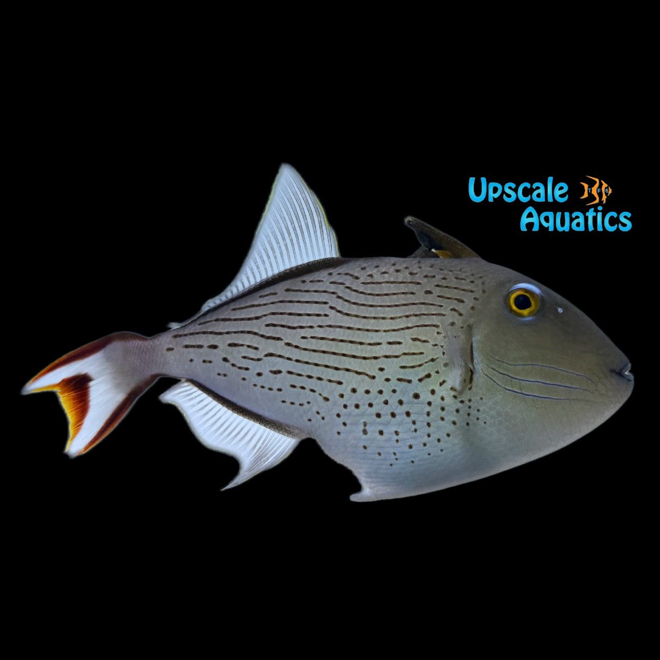 Line Spot Trigger (Xanthichthys lineopunctatus) – Upscale Aquatics