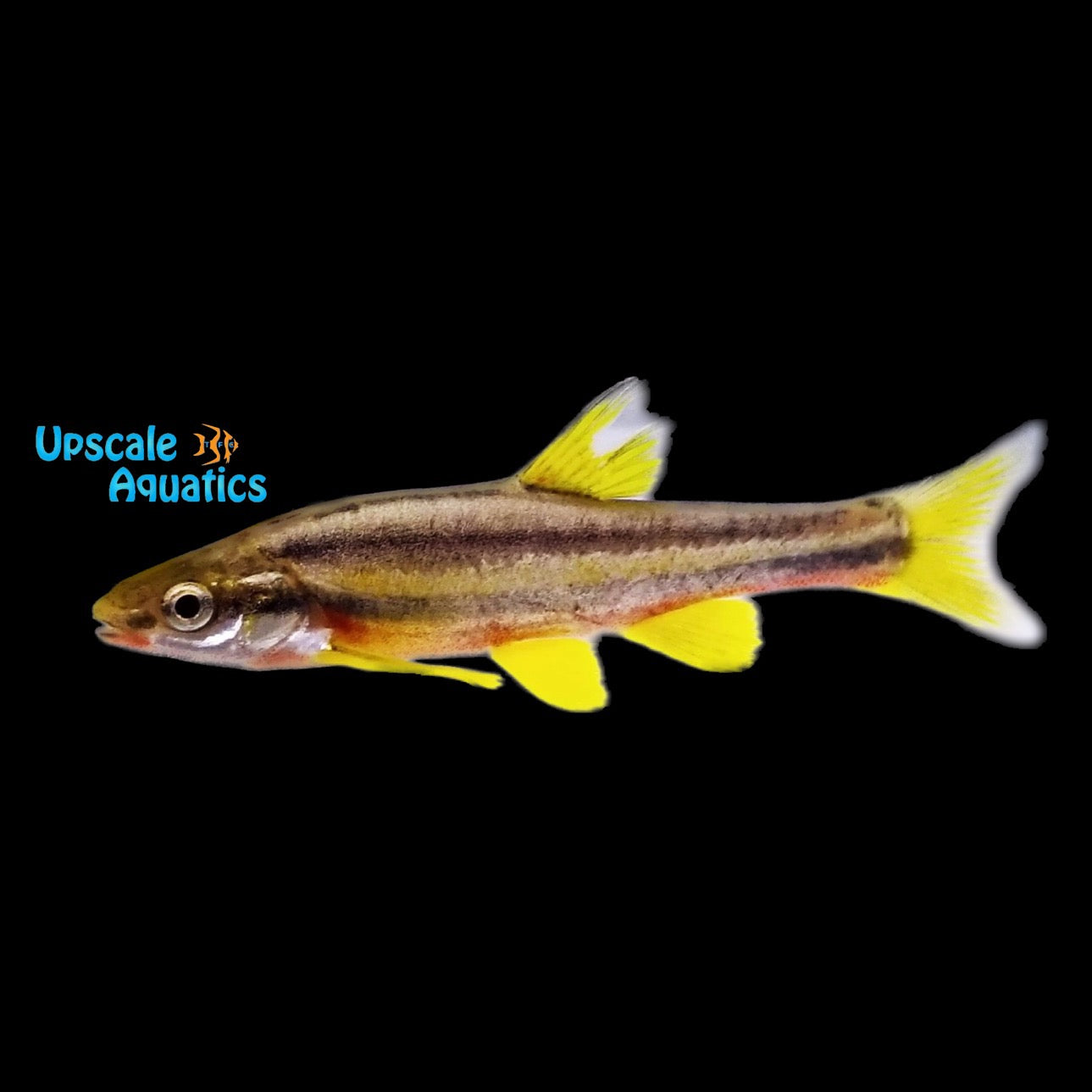 Southern Redbelly Dace (Chrosomus erythrogaster) – Upscale Aquatics