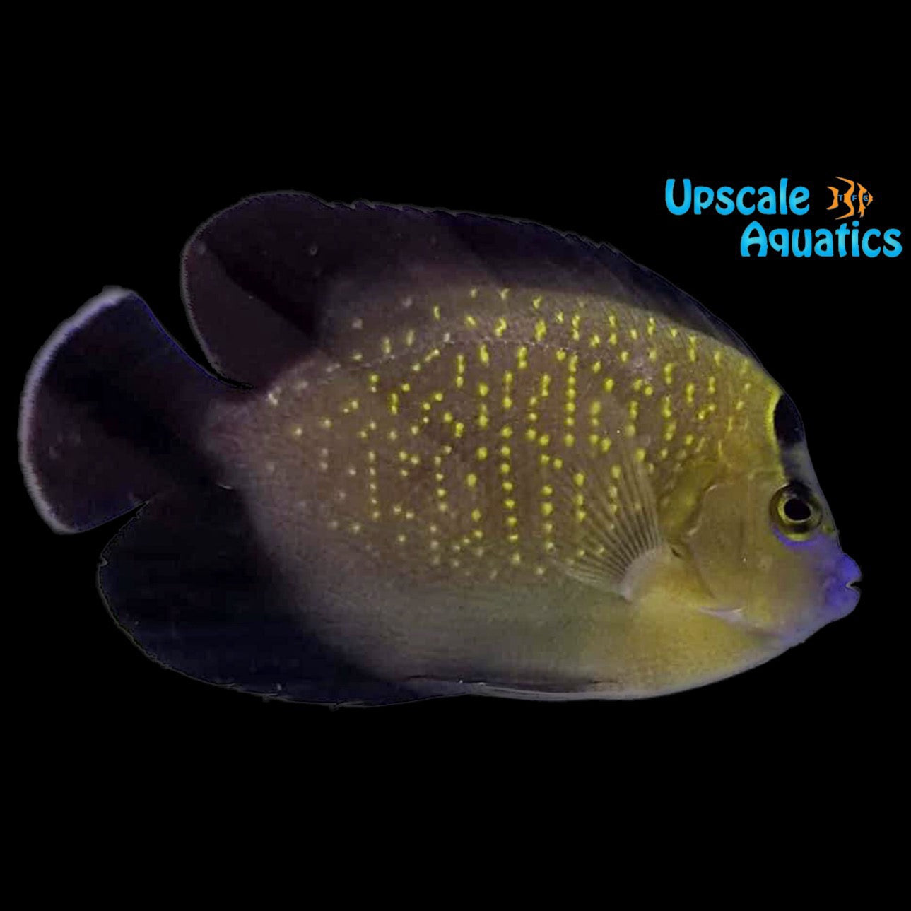 Goldflake Angelfish - Adult (Apolemichthys xanthopunctatus) – Upscale ...
