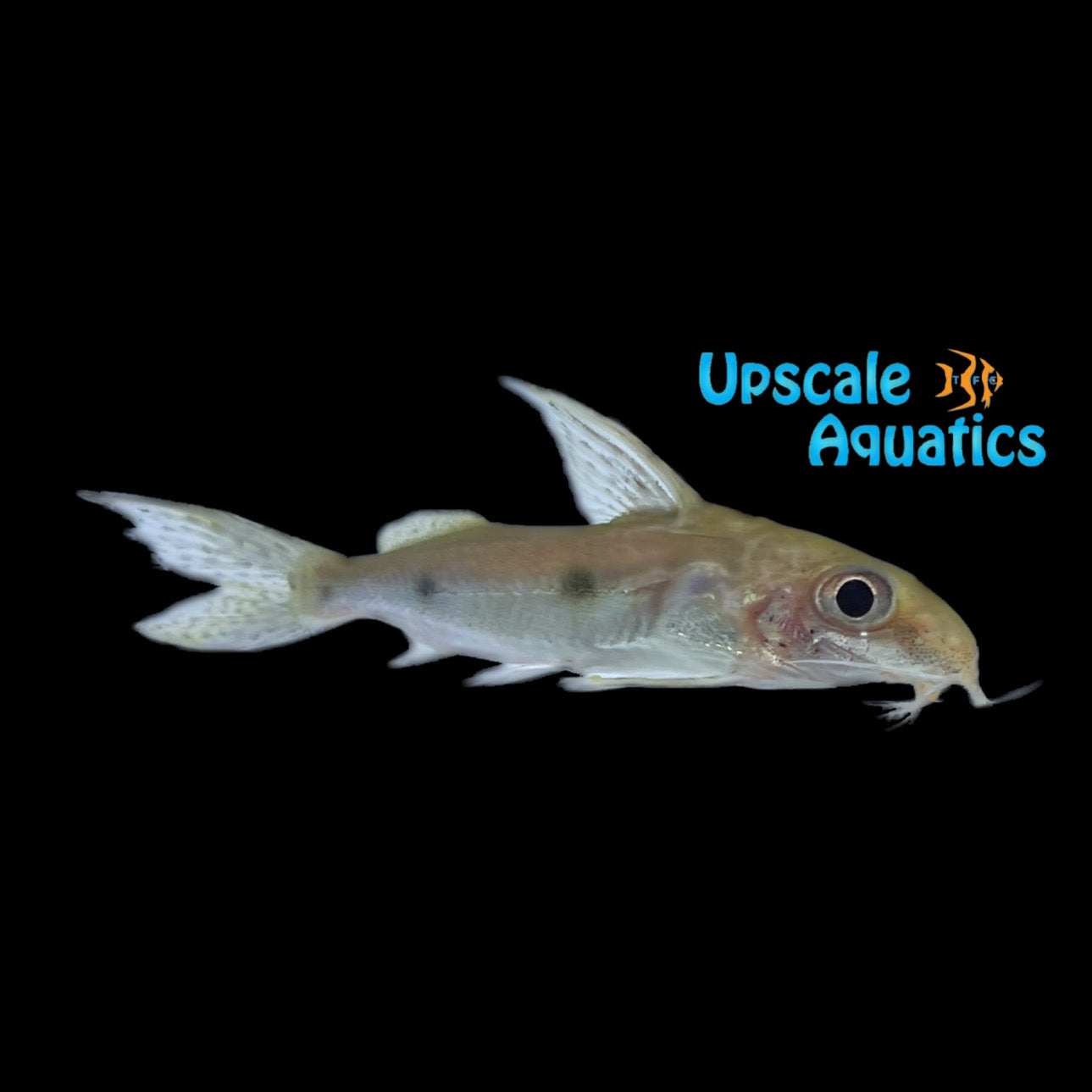 Synodontis Congicus – Upscale Aquatics