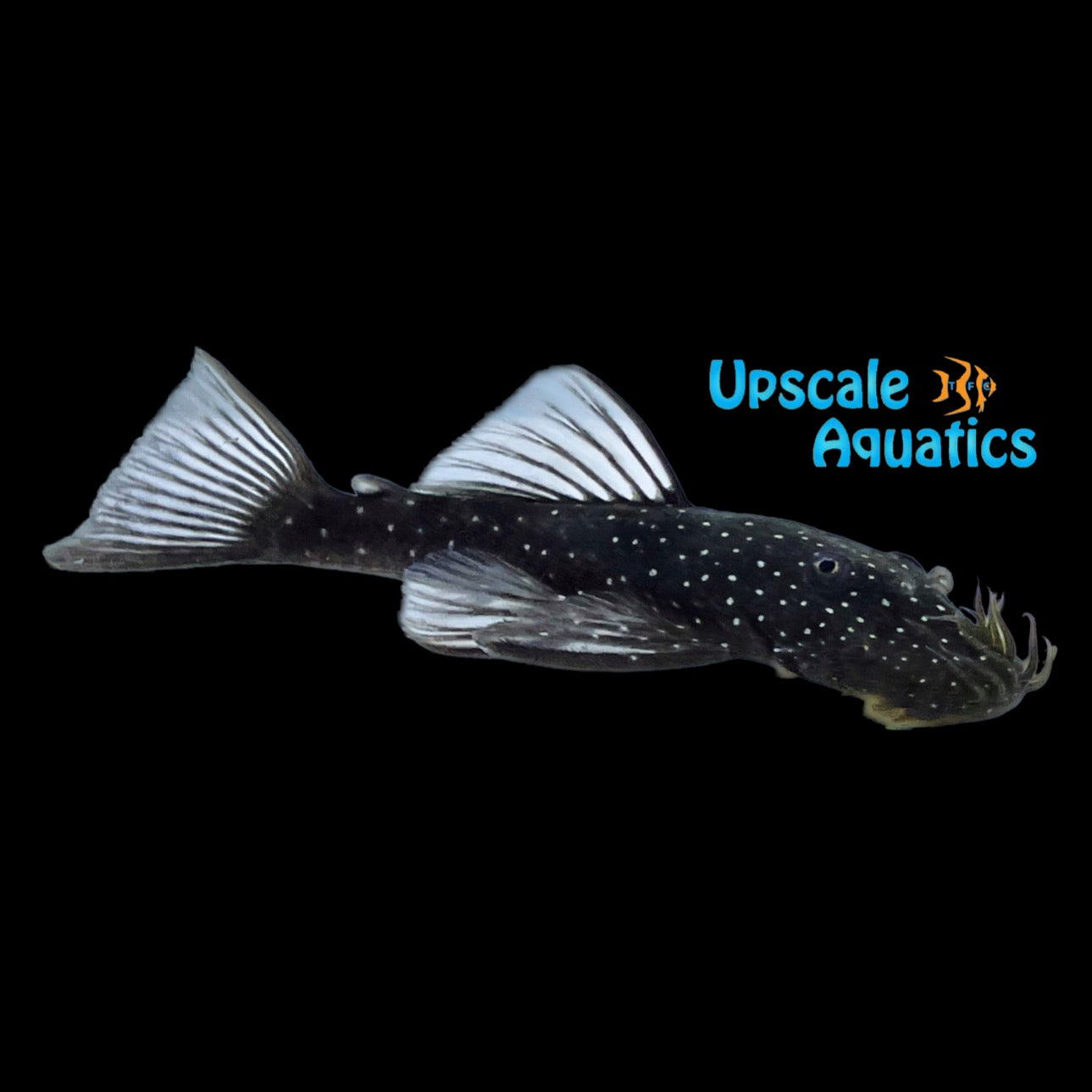 Aguaboa Bristlenose Pleco L032 (Ancistrus aguaboensis) – Upscale Aquatics
