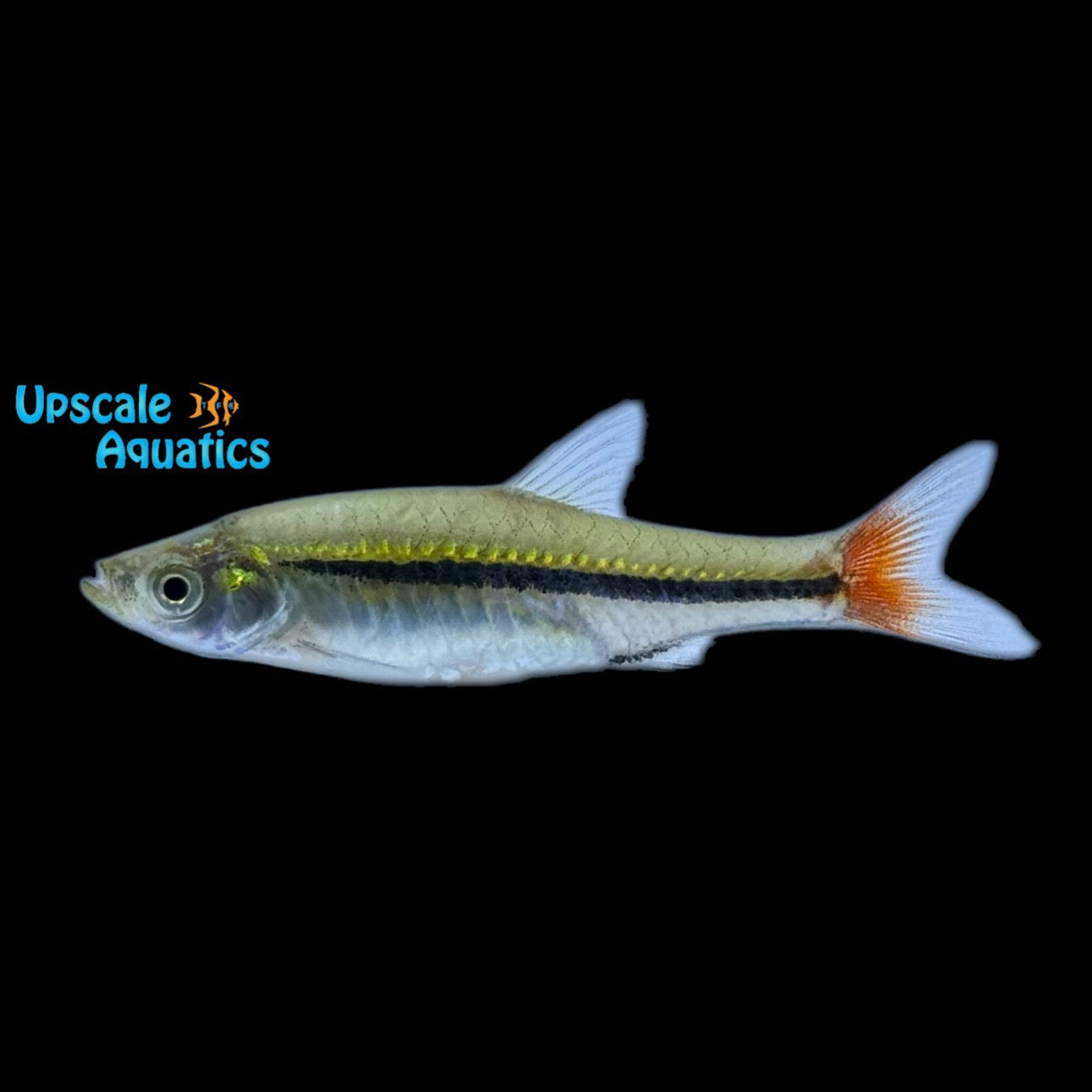 Brilliant Rasbora (Rasbora einthovenii) – Upscale Aquatics