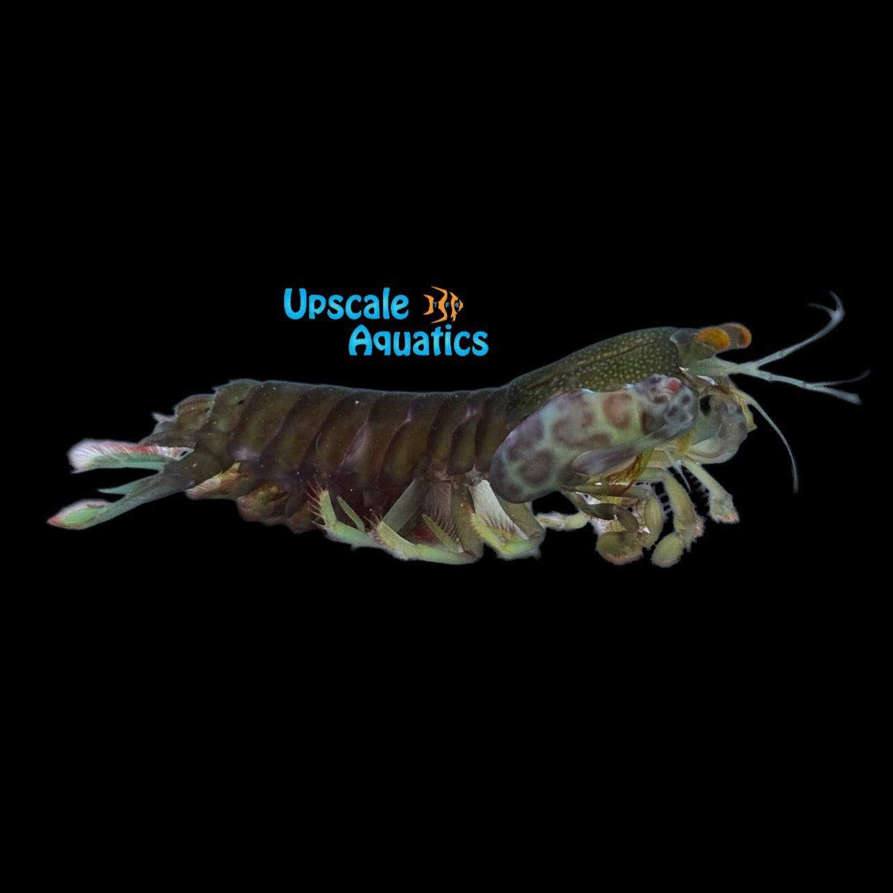 Orange Spot Mantis Shrimp (Gonodactylaceus ternatensis) – Upscale Aquatics