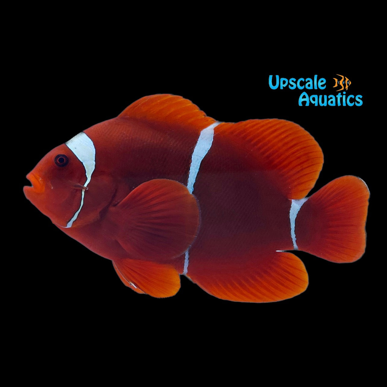 White Stripe Maroon Clownfish - Wild (Premnas biaculeatus) – Upscale ...