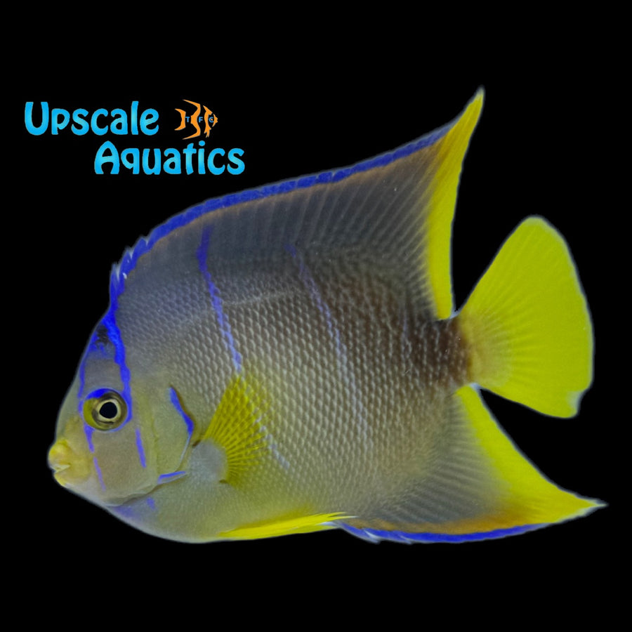 Marine Angelfish – Upscale Aquatics