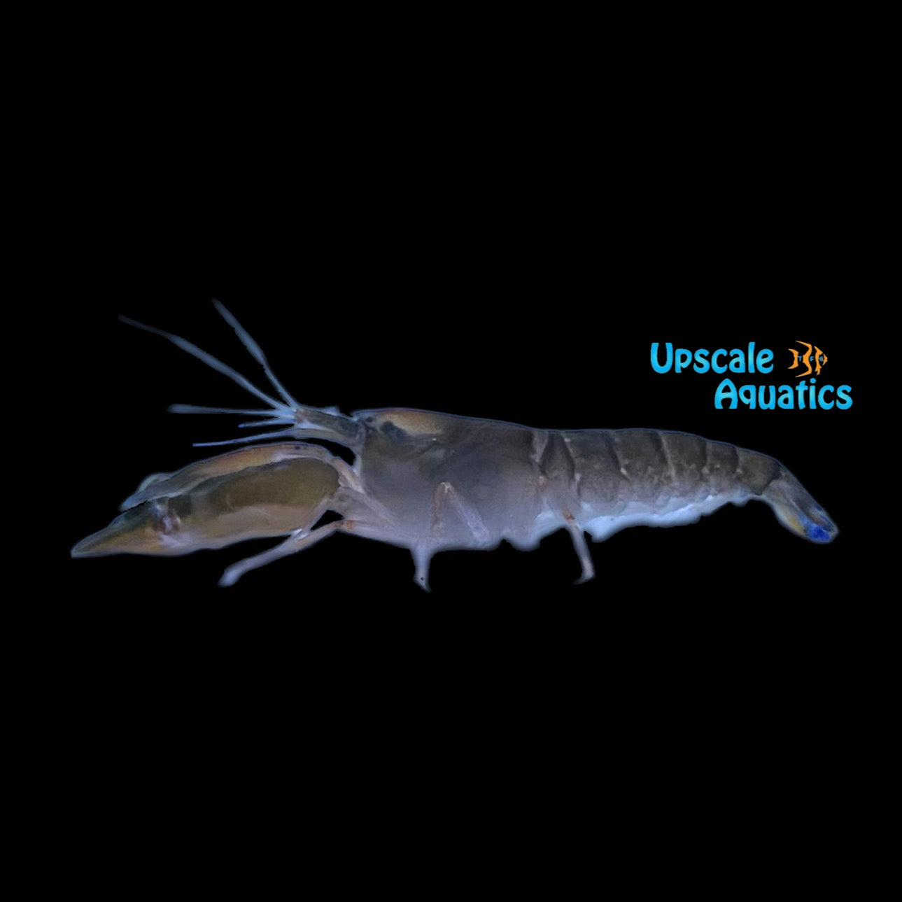 Freshwater Pistol Shrimp (Alphaeus cyanoteles) – Upscale Aquatics