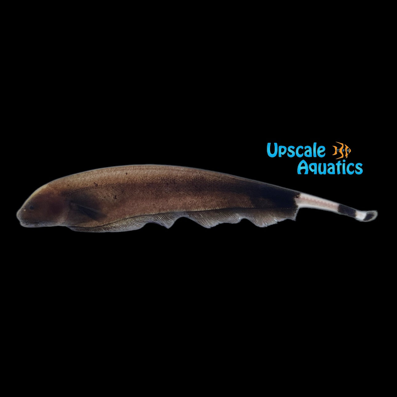 Golden Back Black Ghost Knifefish (Apteronotus albifrons) – Upscale ...