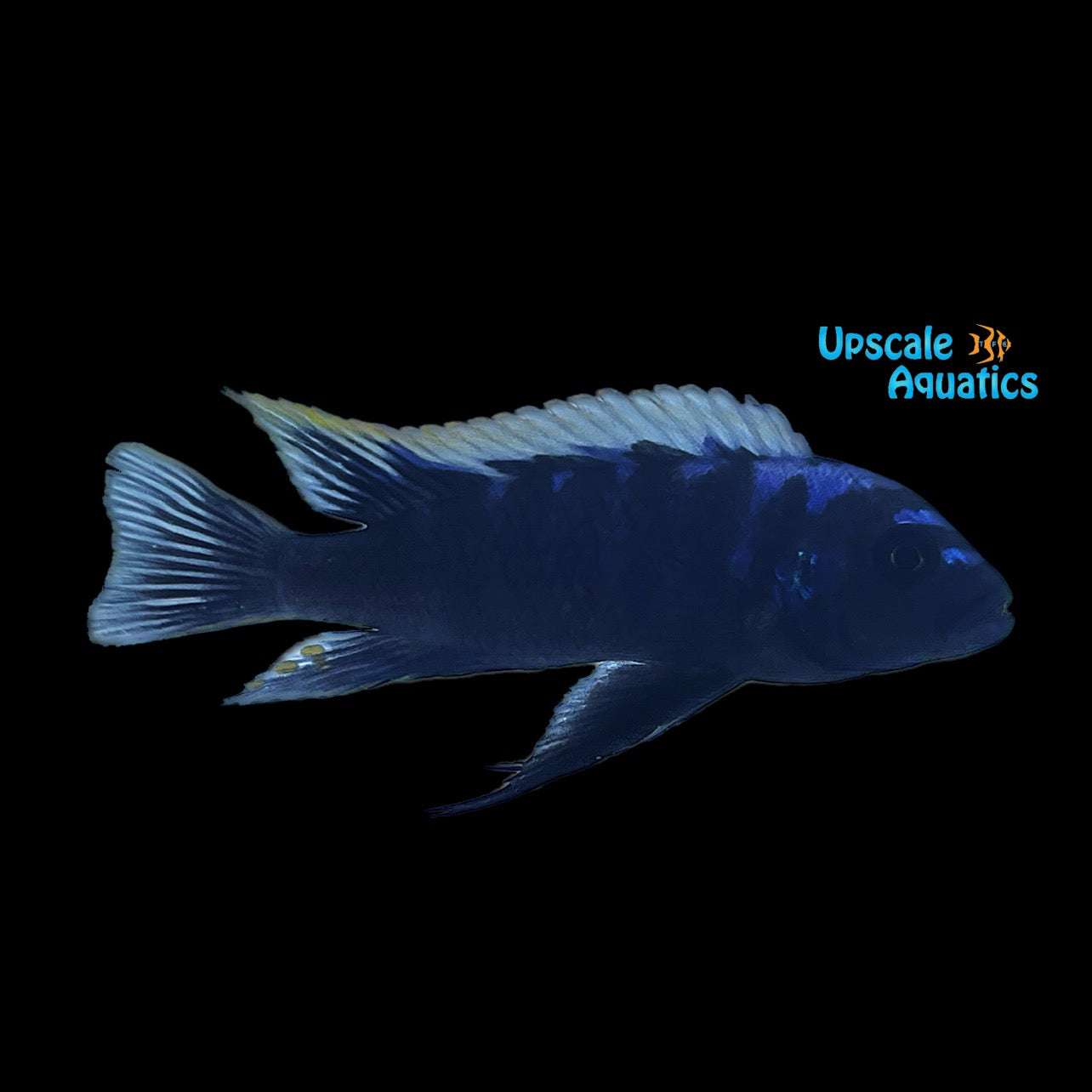 Ndonga Deep Cichlid (Cynotilapia zebroides 'Ndonga Deep') – Upscale ...