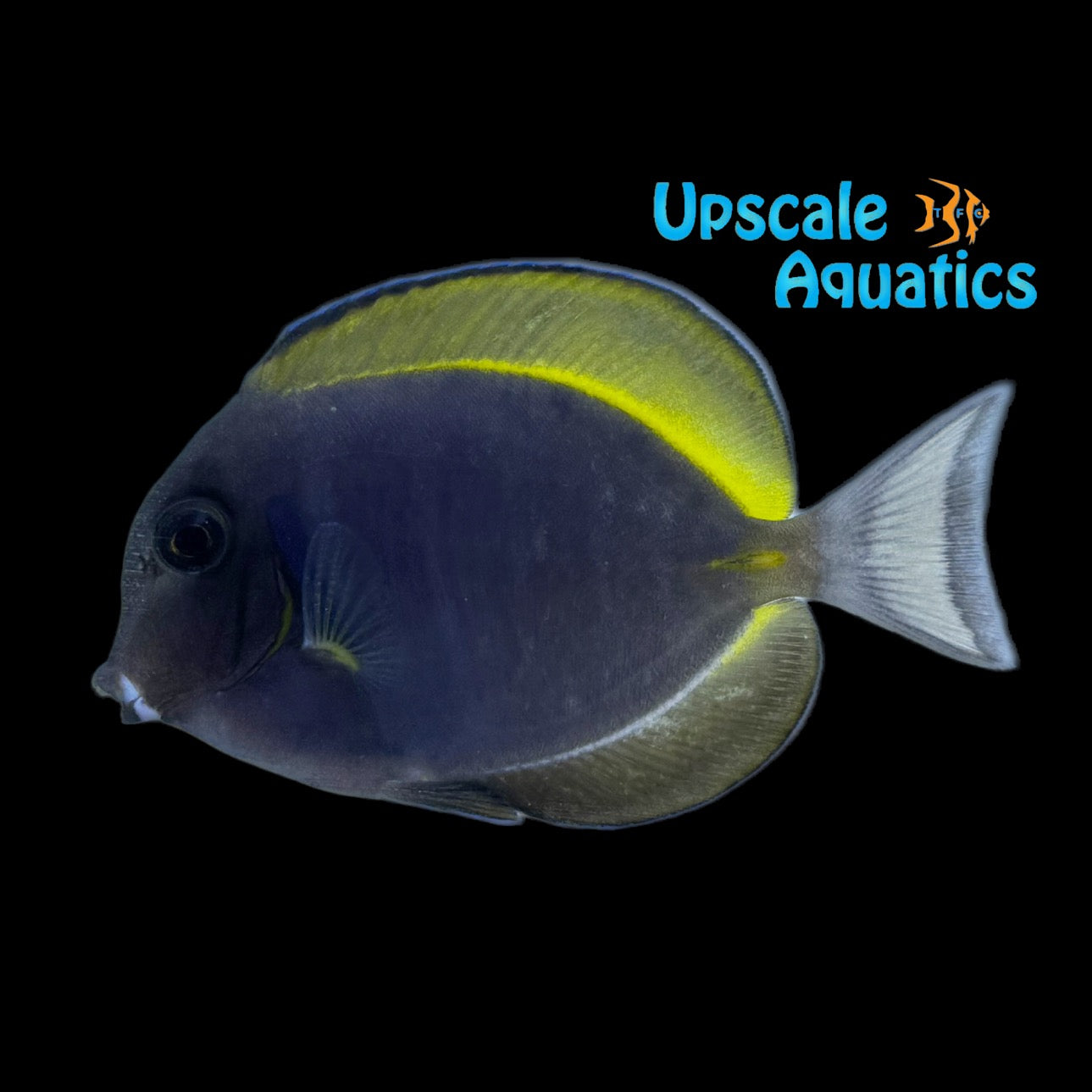 Powder Blue x Gold Rim Tang Hybrid (Acanthurus leucosternon x Acanthur ...