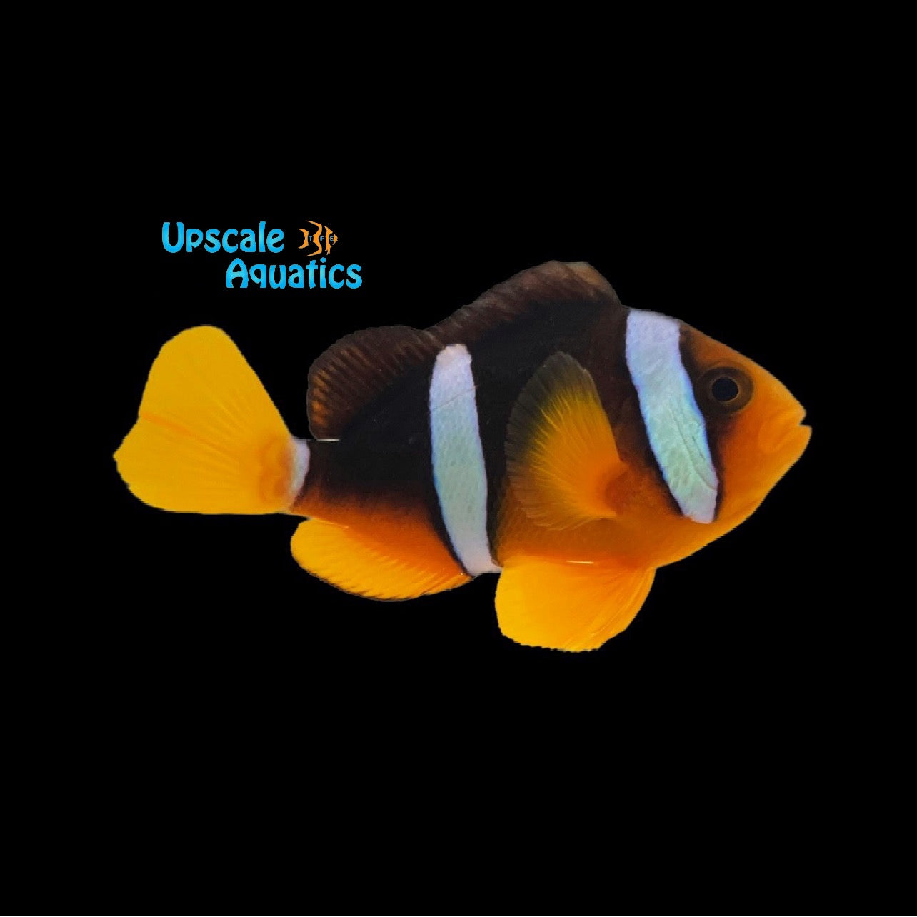 Clarkii Clownfish - Wild (Amphiprion clarkii) – Upscale Aquatics