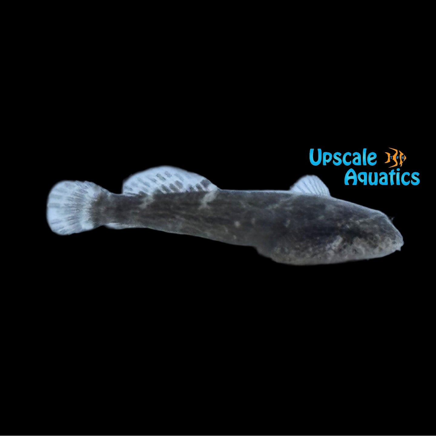 Skilletfish 'Captive Bred' (Gobiesox strumosus) – Upscale Aquatics
