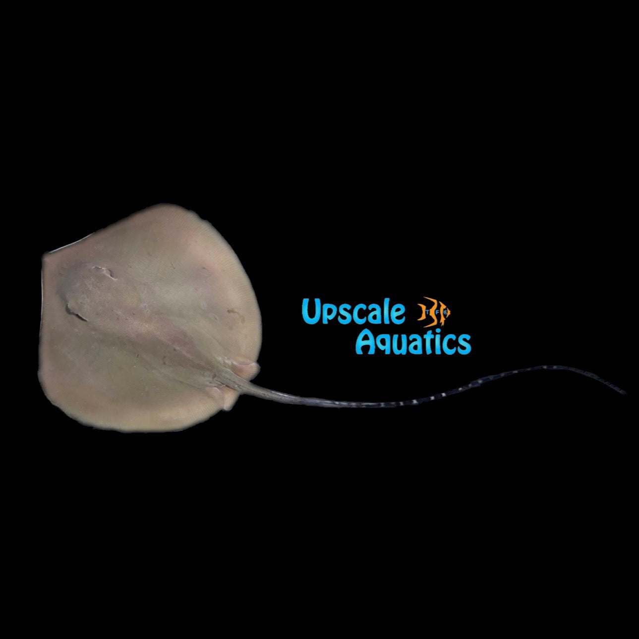 White Spotted Whiptail Stingray (Maculabatis gerrardi) – Upscale Aquatics
