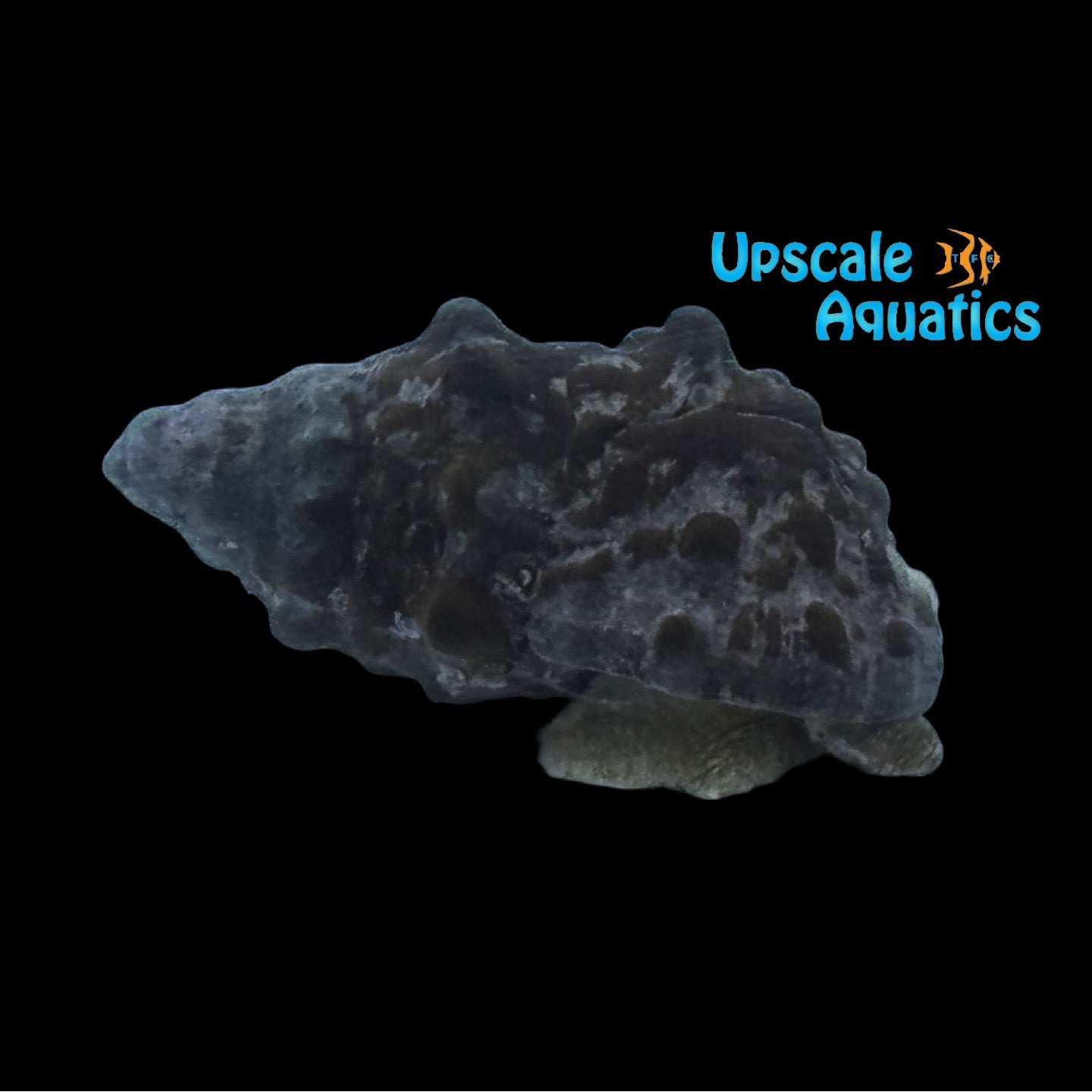 Knobby Cerith Snail (Cerithium caeruleum) – Upscale Aquatics