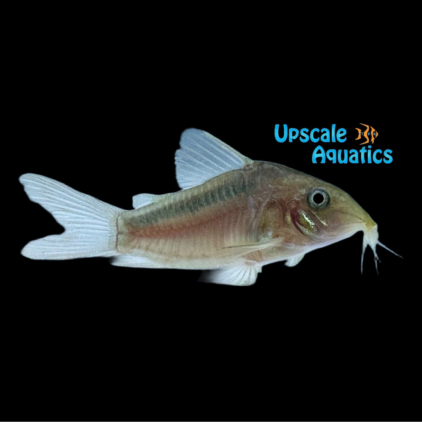 Black Banded Cory (Corydoras zygatus) – Upscale Aquatics
