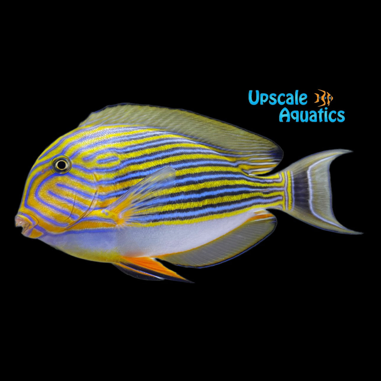 Clown Tang (Acanthurus lineatus) – Upscale Aquatics