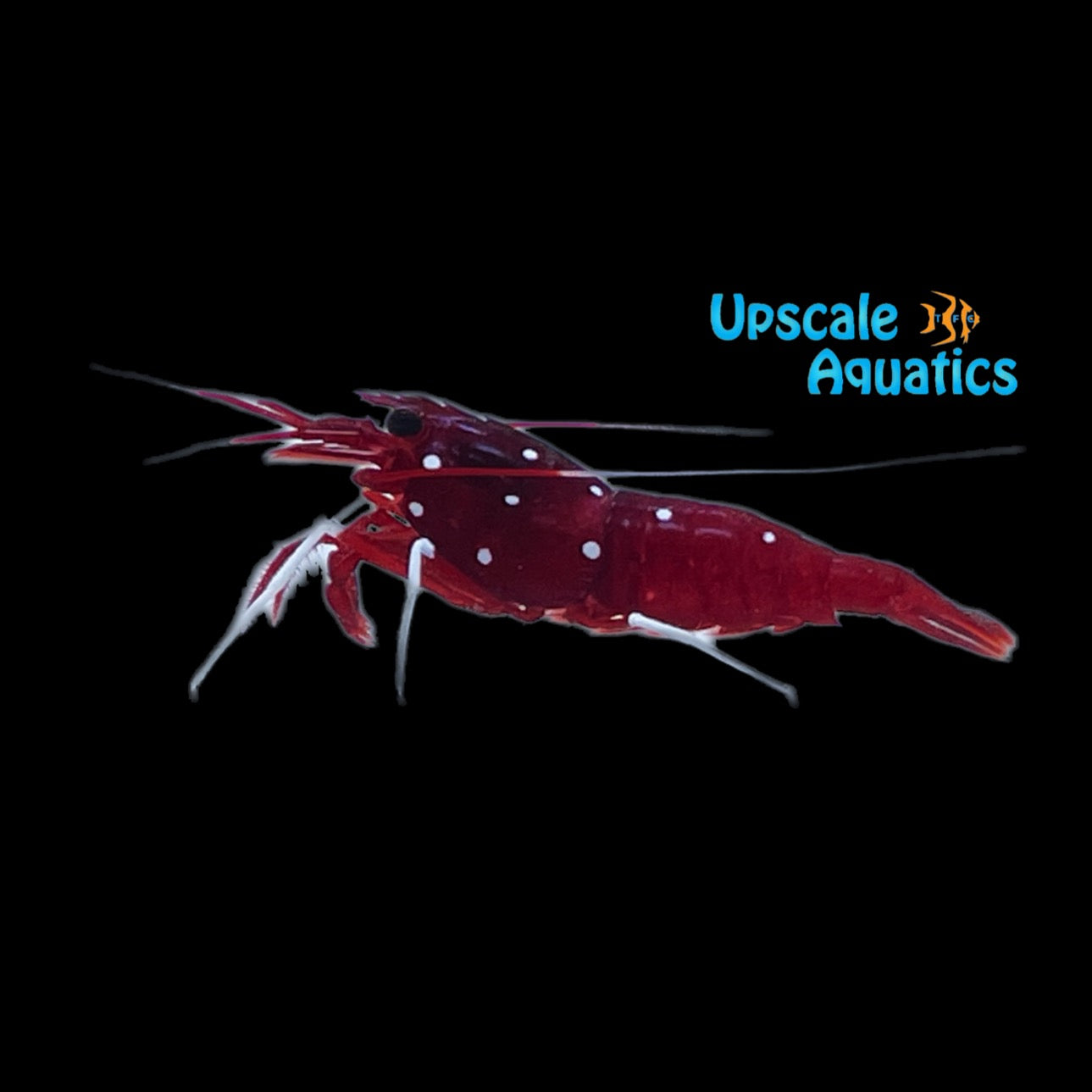 Starry Blood Fire Shrimp (Lysmata splendida) – Upscale Aquatics