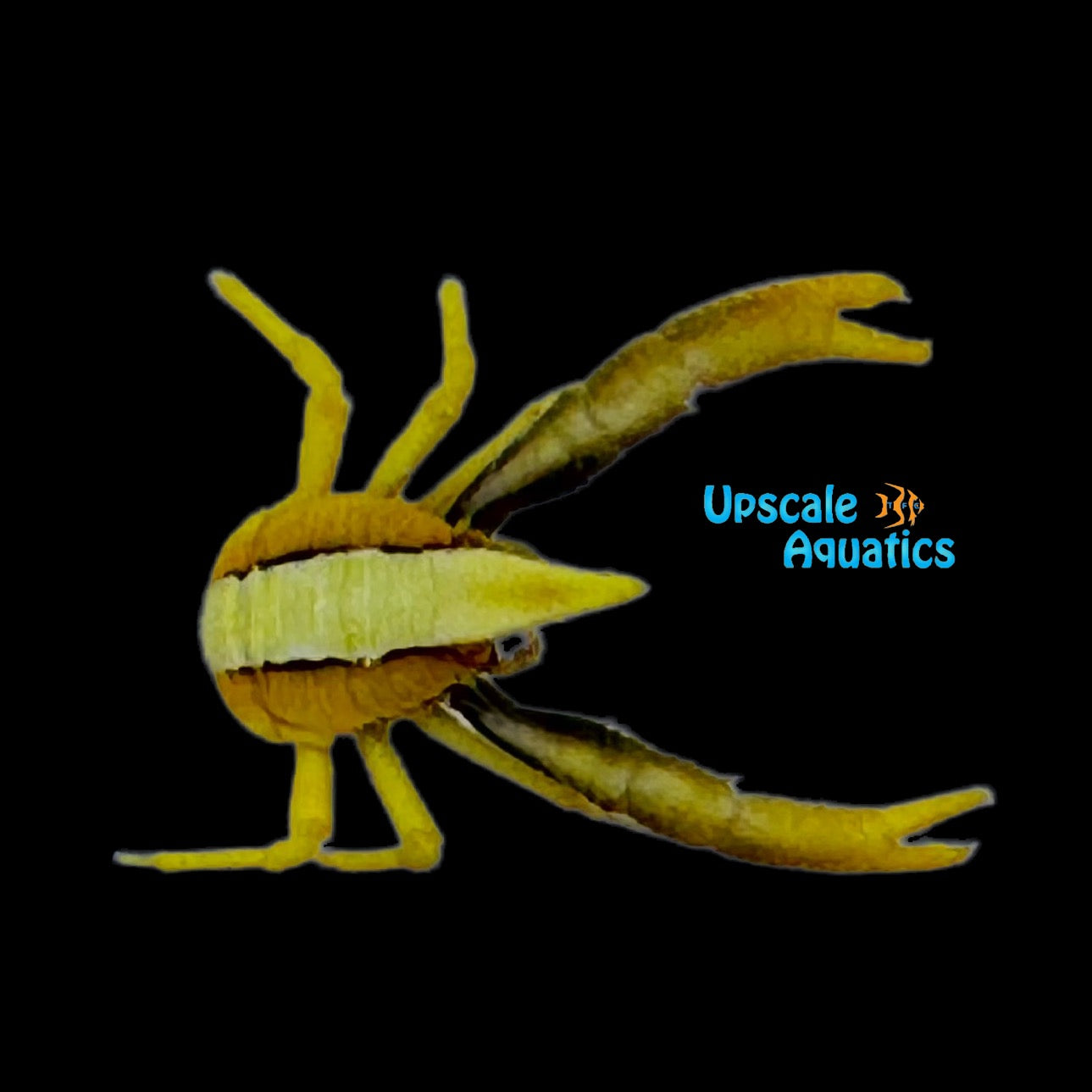 Elegant Squat Lobster (Allogalathea elegans) – Upscale Aquatics