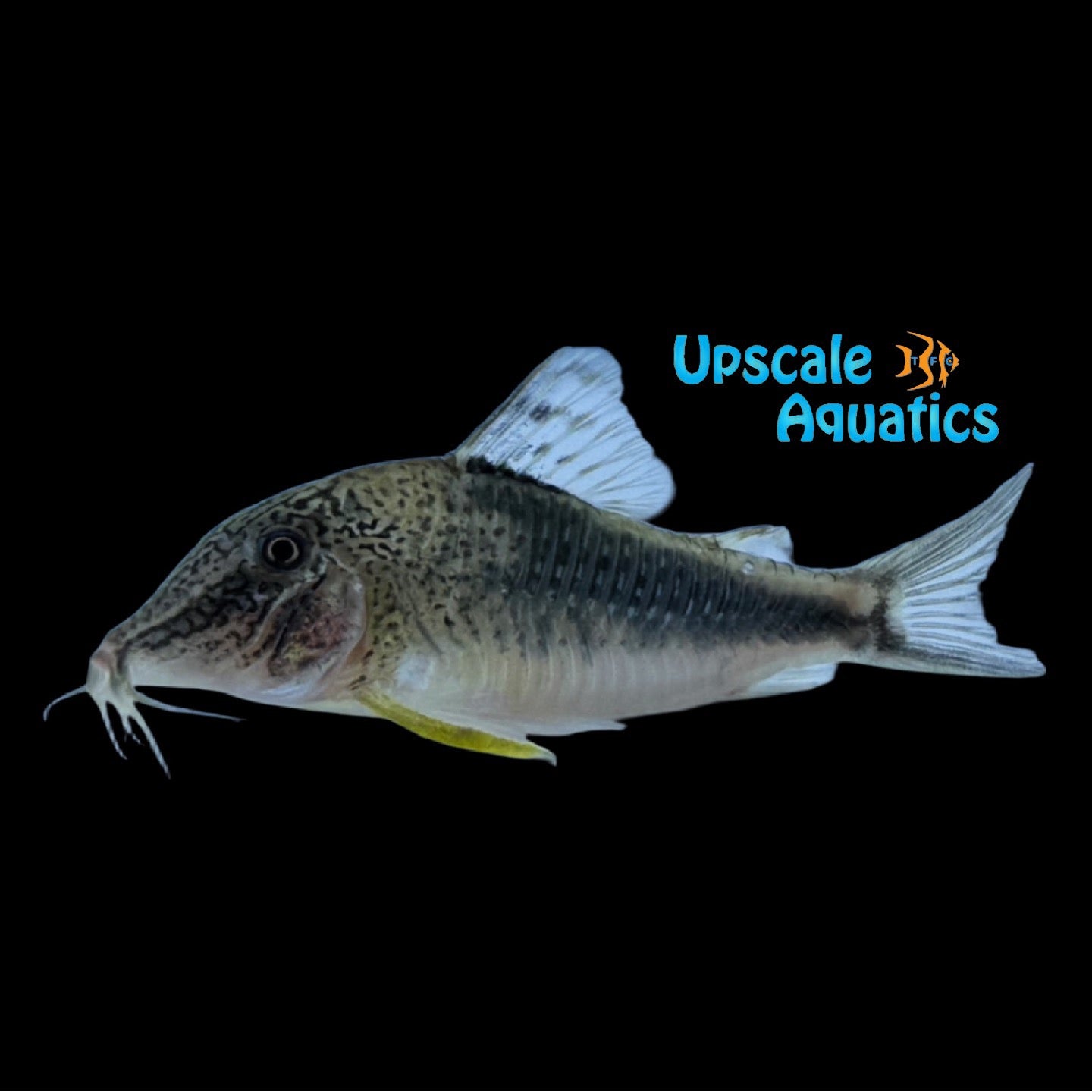 Fowleri Cory (Corydoras fowleri) – Upscale Aquatics
