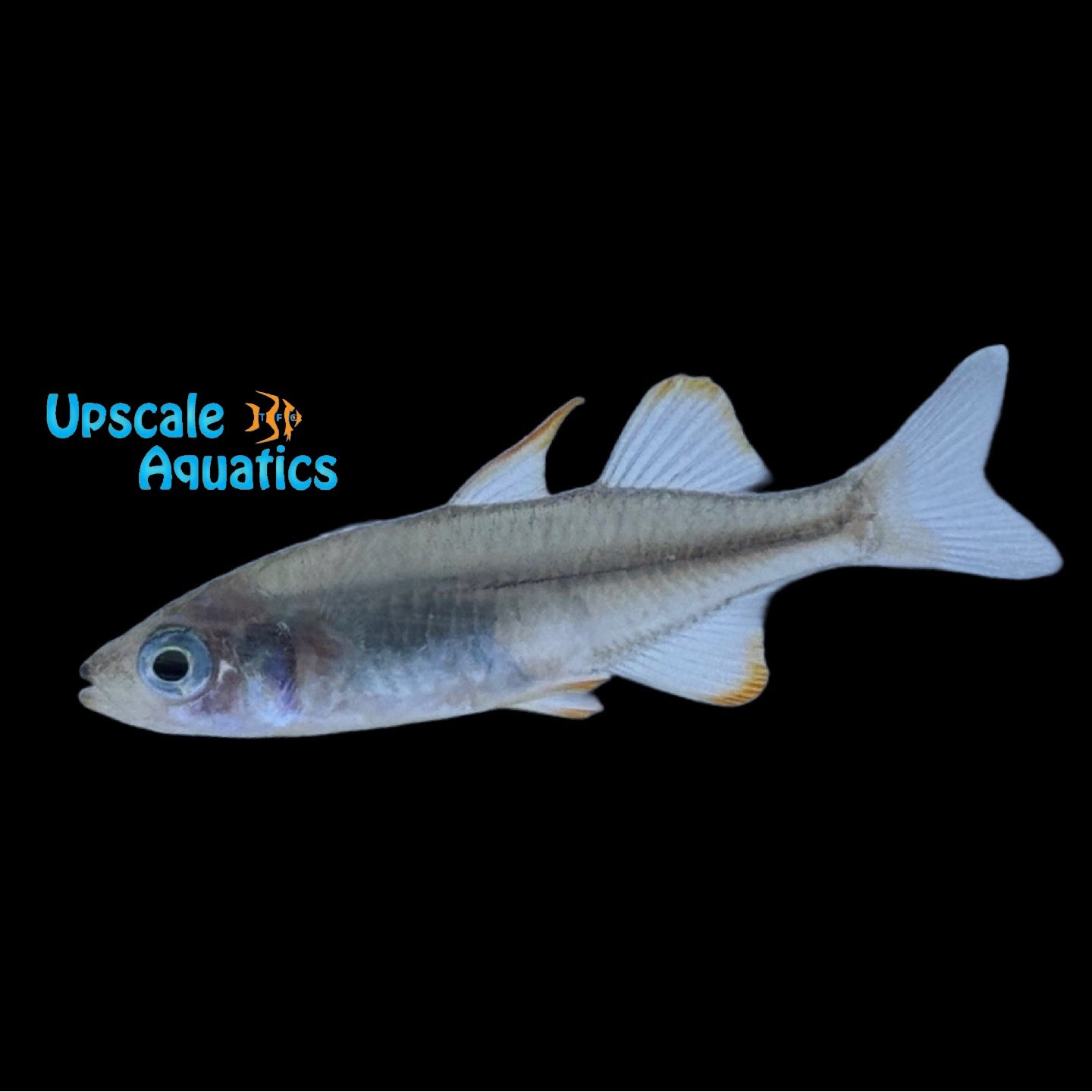 Red Sailfin Silverside (Telmatherina sp.) – Upscale Aquatics