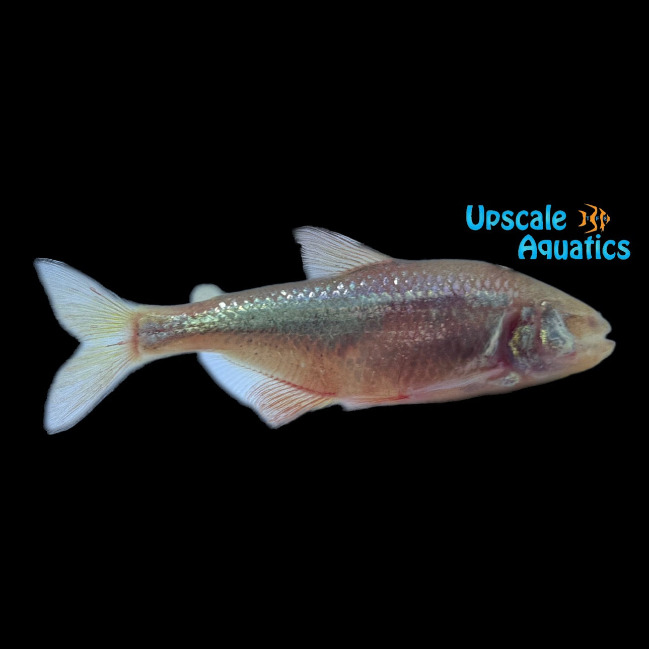 Blind Cave Tetra (Astyanax mexicanus) – Upscale Aquatics