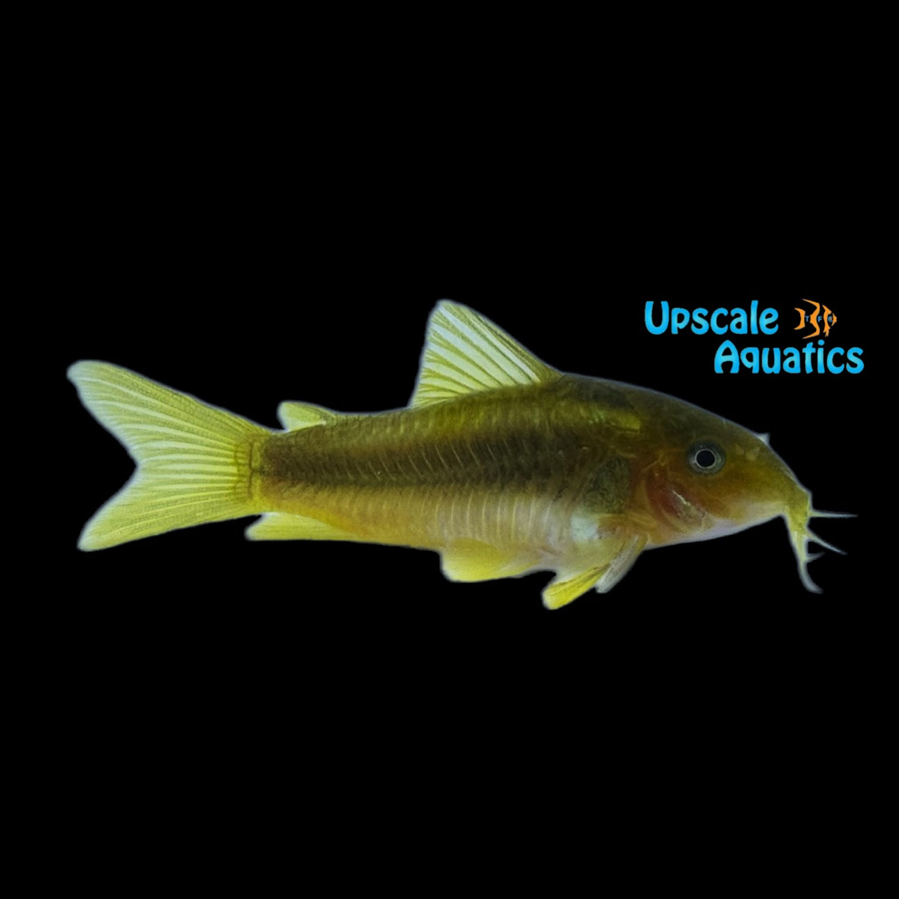 Green Laser Cory (Corydoras sp. CW009) – Upscale Aquatics
