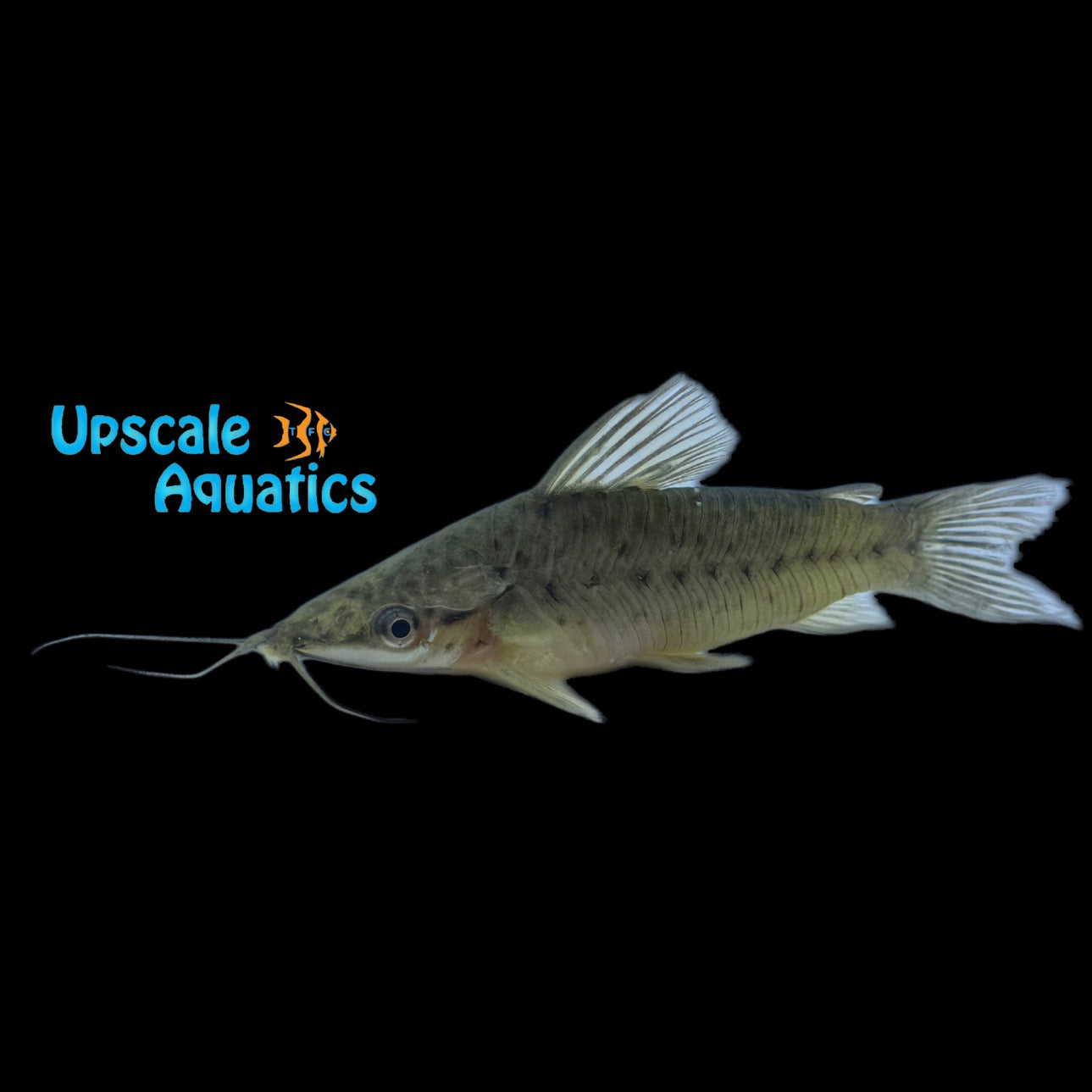 Porthole Catfish (Dianema longibarbis) – Upscale Aquatics