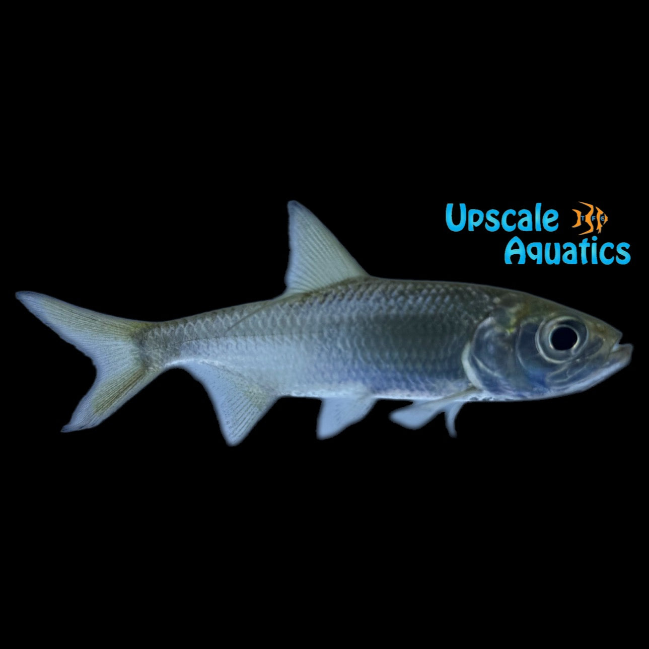 Indo-Pacific Tarpon (Megalops cyprinoides) – Upscale Aquatics