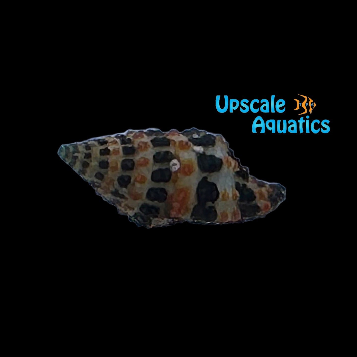 Orange Ribbed Snail (Engina alveolata) – Upscale Aquatics