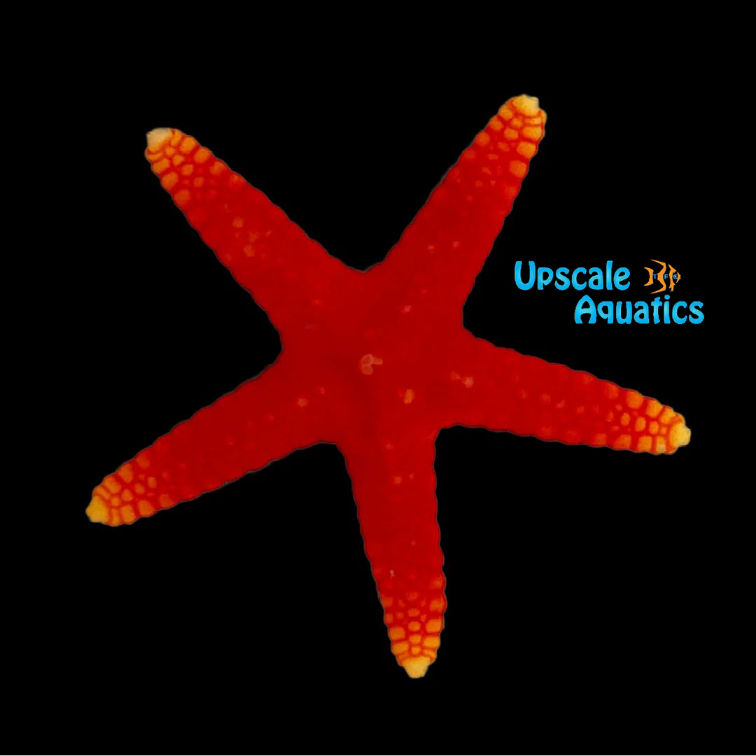 Yellowtip Red Fromia Starfish (Fromia pacifica) – Upscale Aquatics